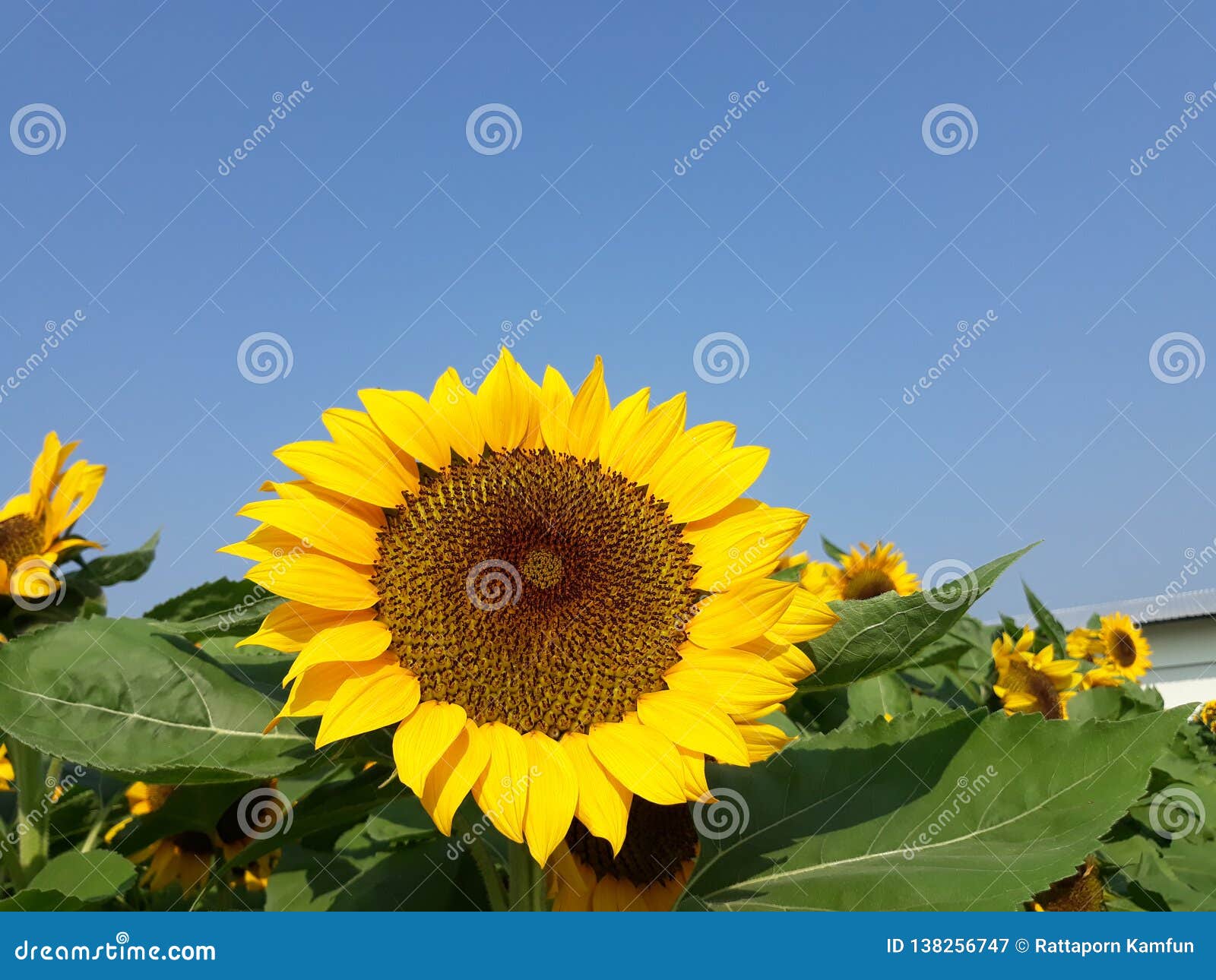 Sunflower stock image. Image of sunflower, garden, tree - 138256747