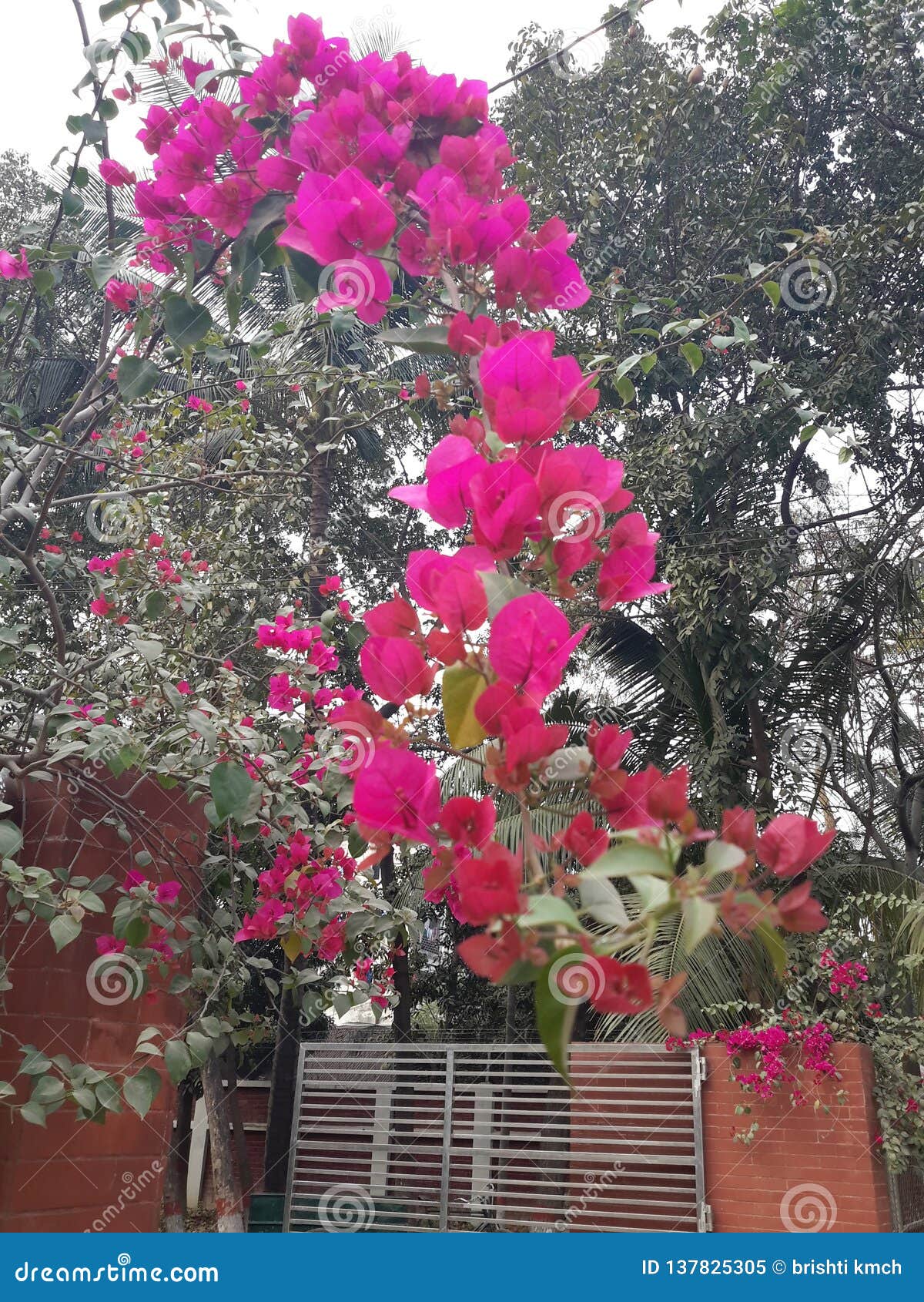 Gate flowers stock image. Image of garden, flowers, daytime - 137825305