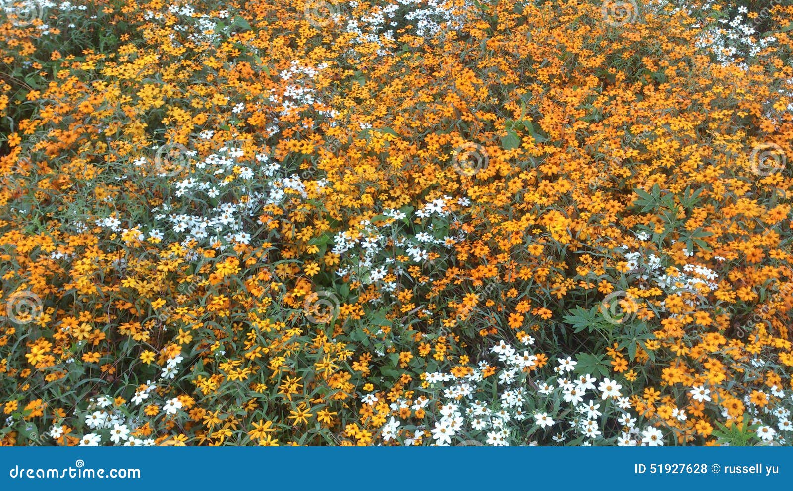 Flower garden stock photo. Image of hundreds, flower - 51927628