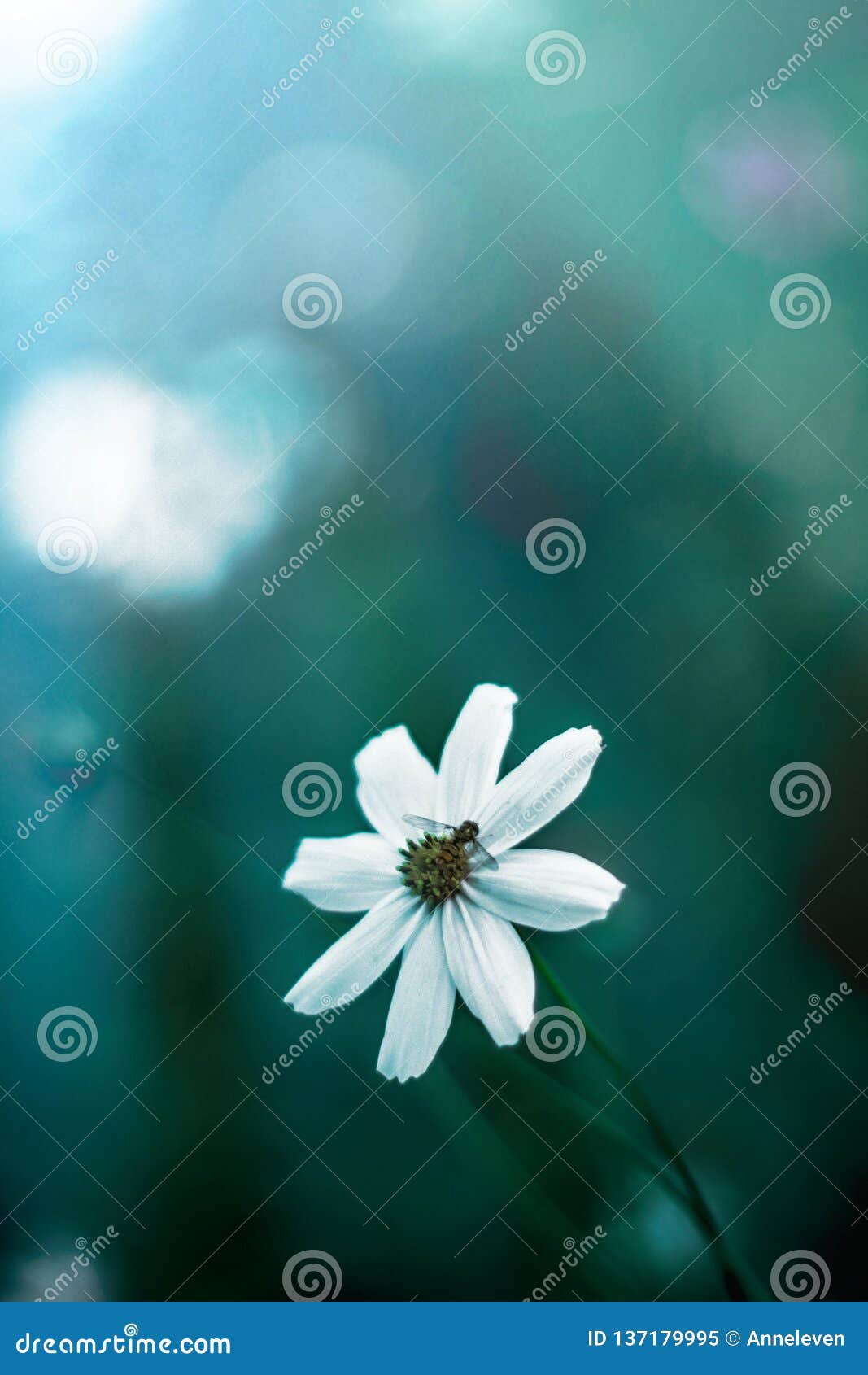 Flower Garden in the Moonlight - Nature and Garden Concept Stock Image ...