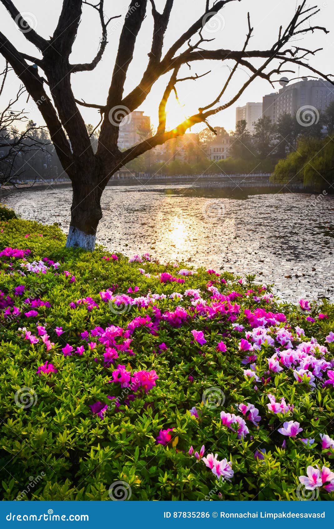 Flower garden in morning stock photo. Image of summer - 87835286