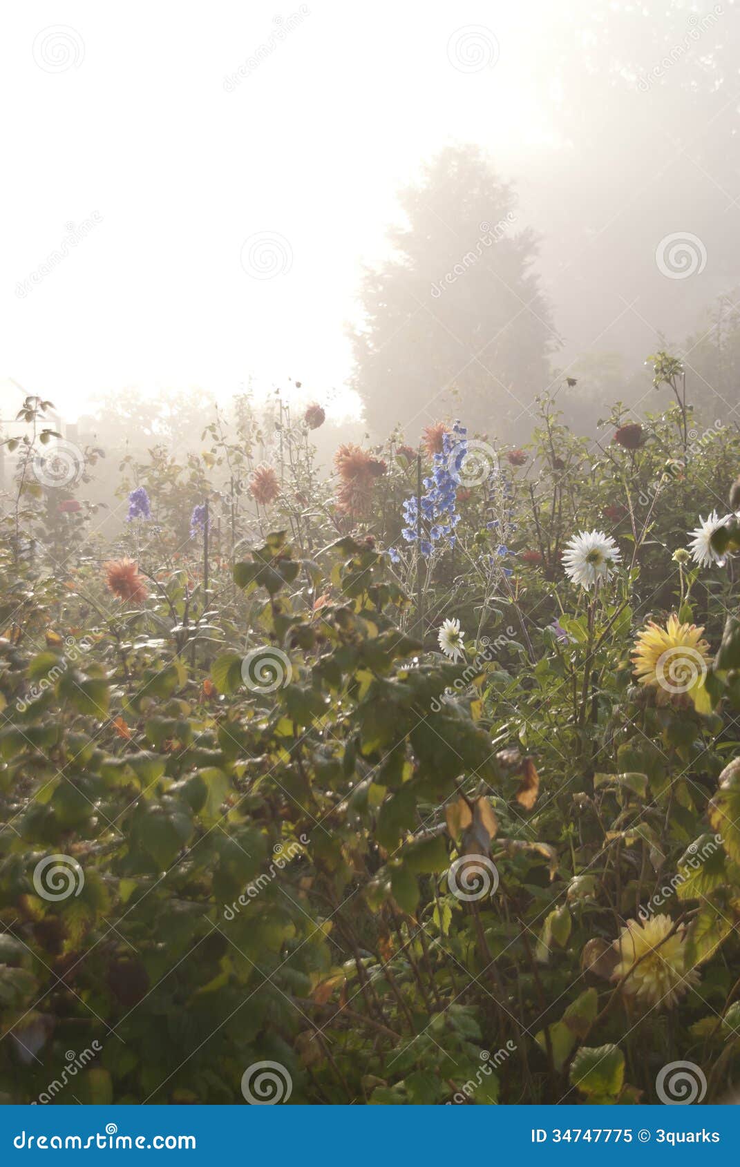 Flower Garden in the Morning Stock Image - Image of garden, flowers ...