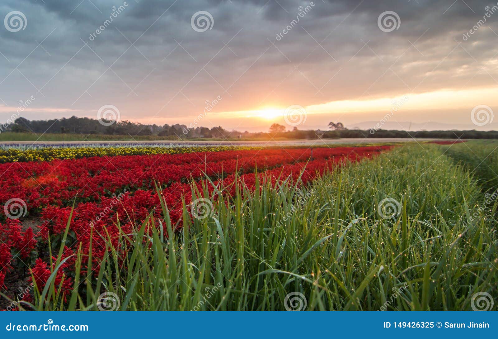 Flower Garden and Morning Sunshine Stock Image - Image of sunlight ...