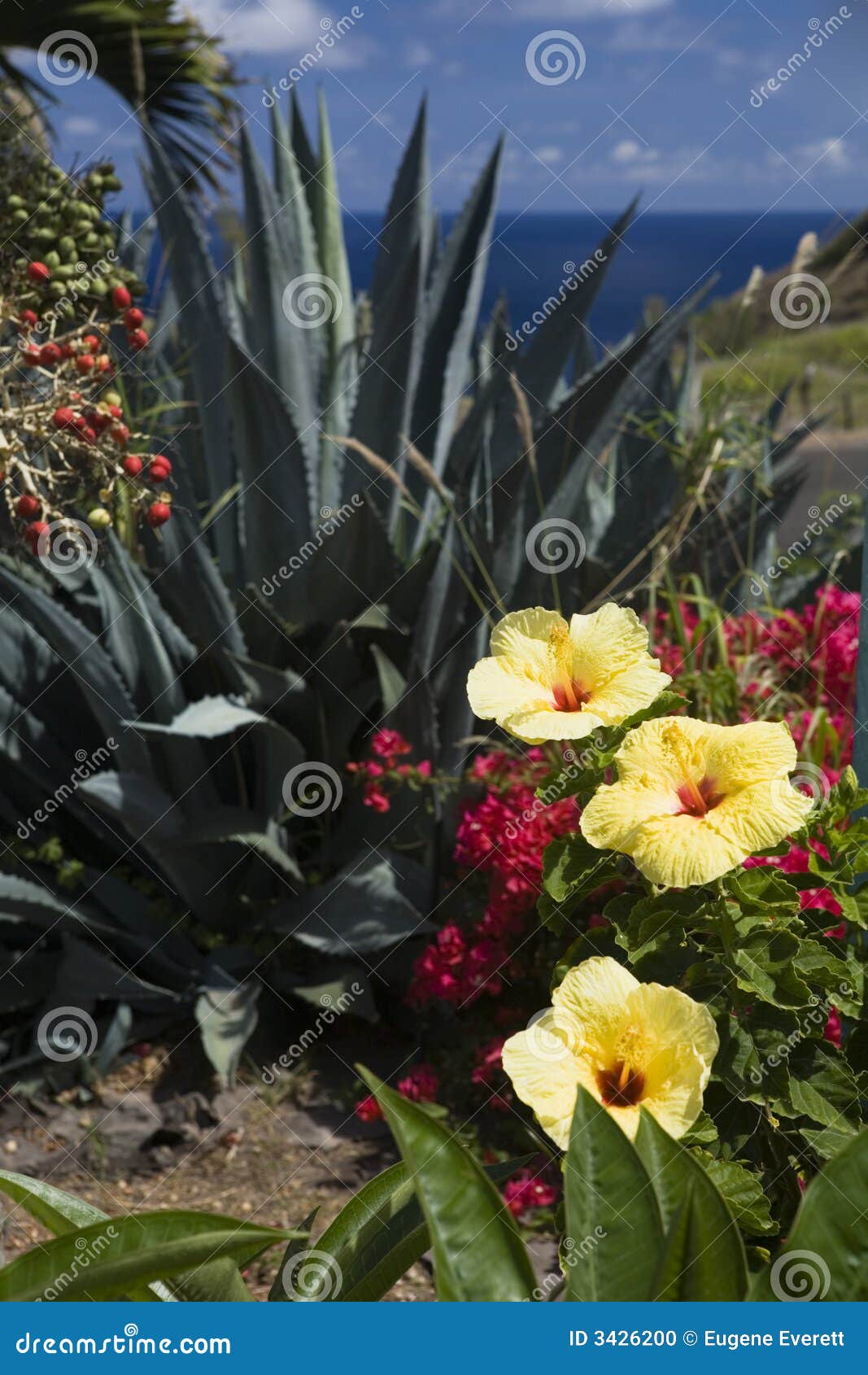 Flower Garden Overlookin Ocean Stock Photo - Image of sunny, warm: 3426200