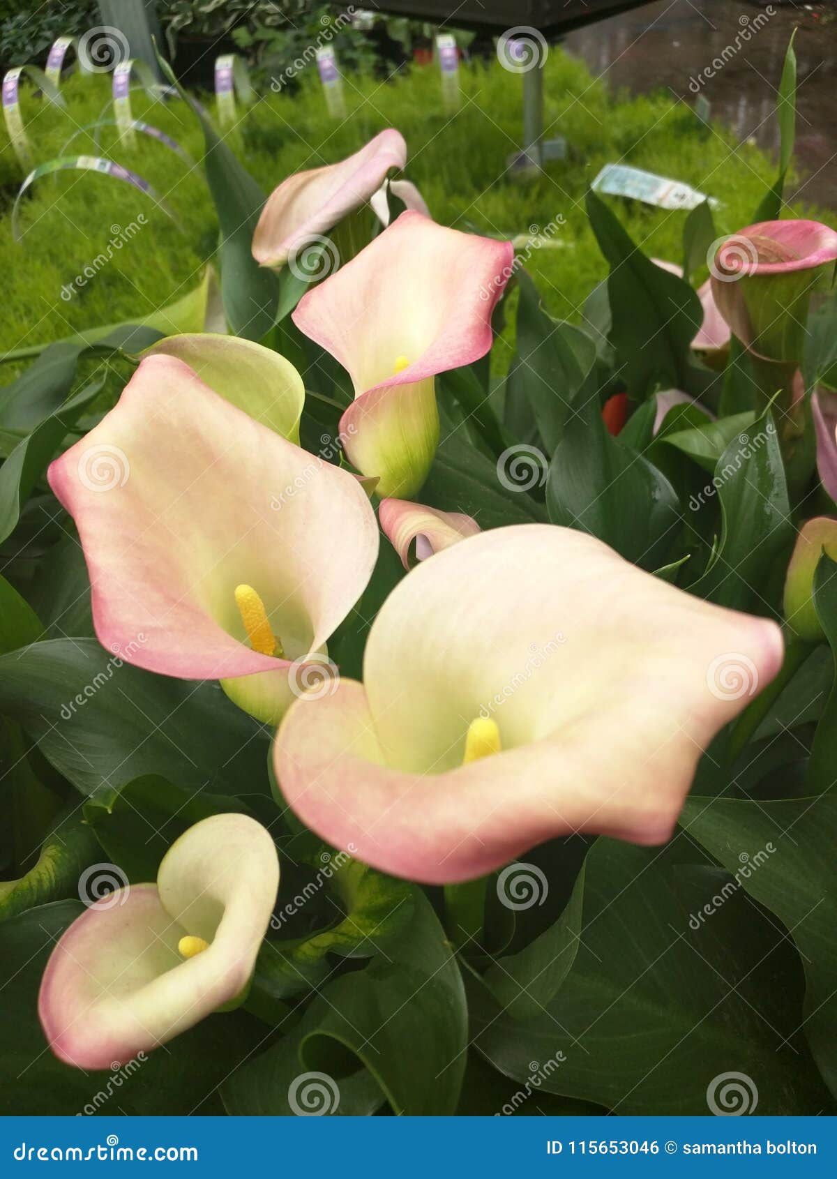 Lilly stock photo. Image of plant, flower, nature, garden - 115653046