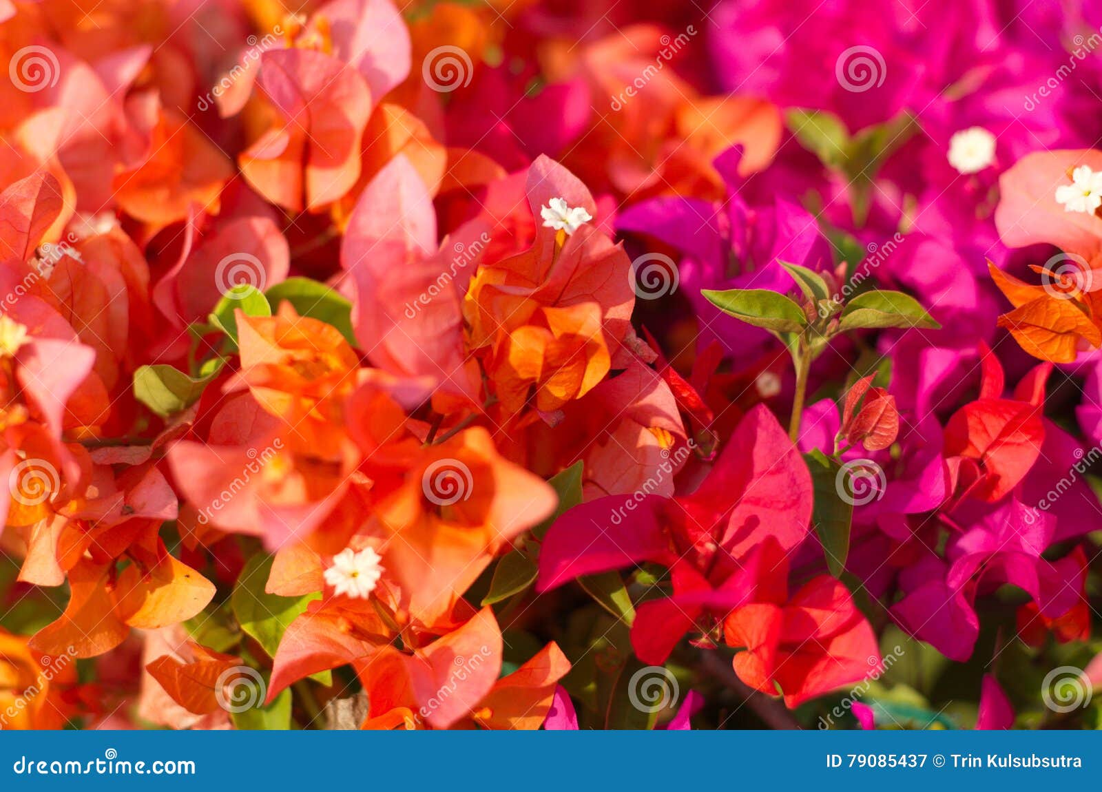 Flower. stock image. Image of background, view, bright - 79085437