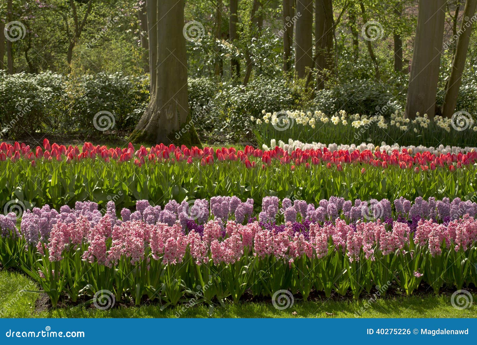 Flower garden in spring stock photo. Image of colors - 40275226