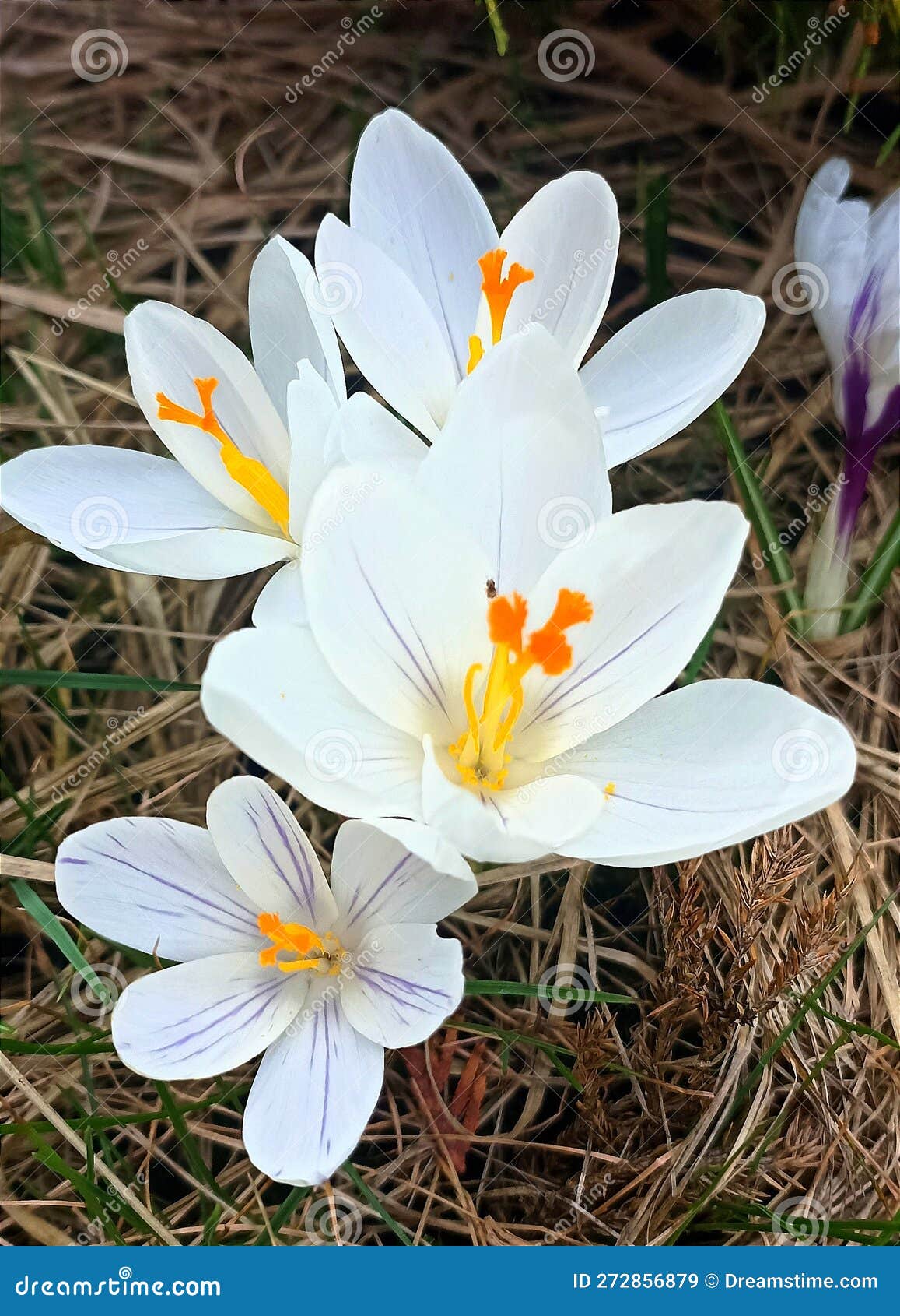 Flower on Garden, Springer stock image. Image of flower - 272856879
