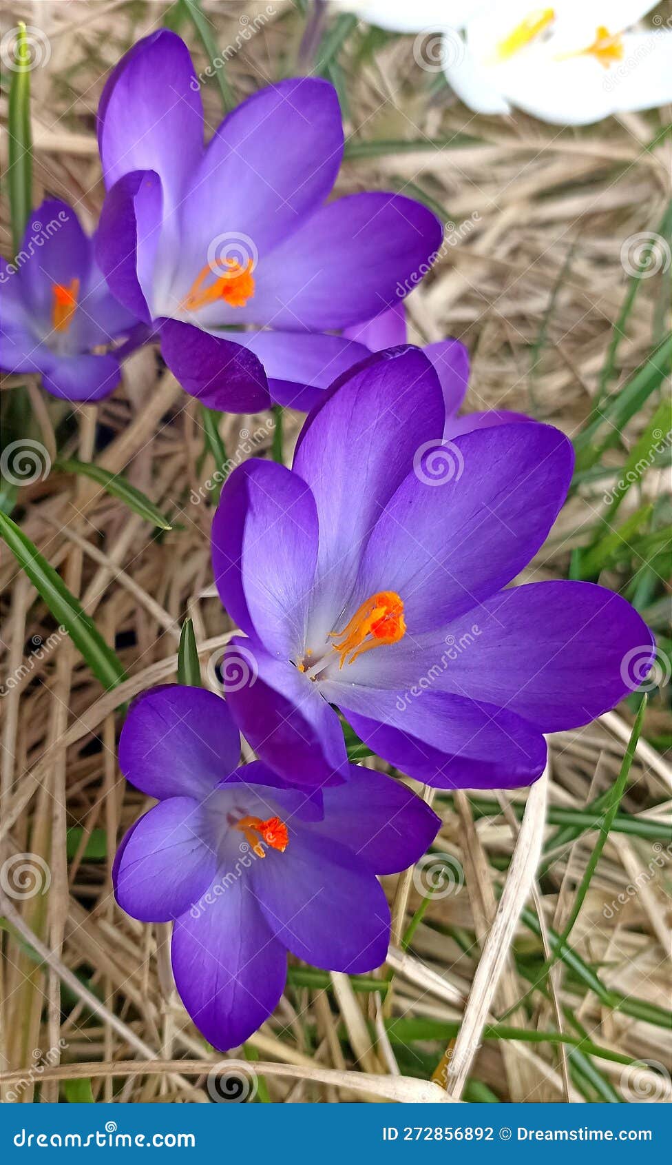 Flower on Garden Springer stock photo. Image of springer - 272856892