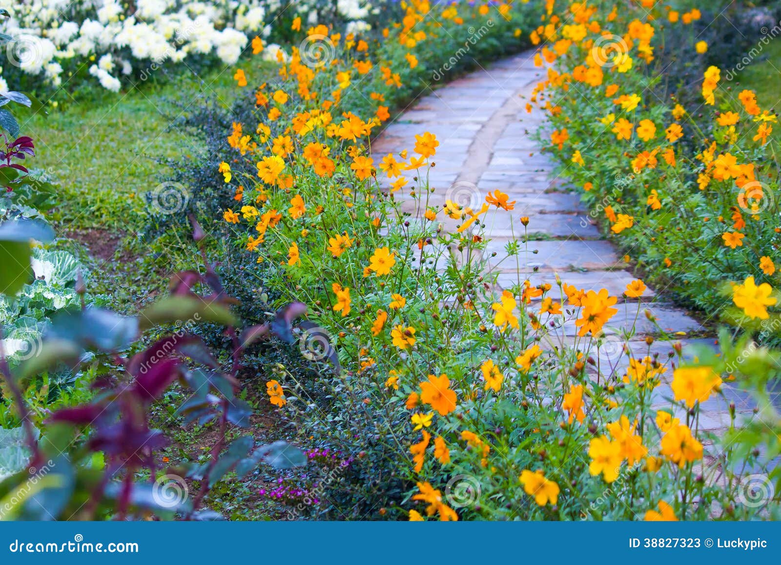 Flower in the Garden with Stone Walkway Stock Image - Image of outside ...
