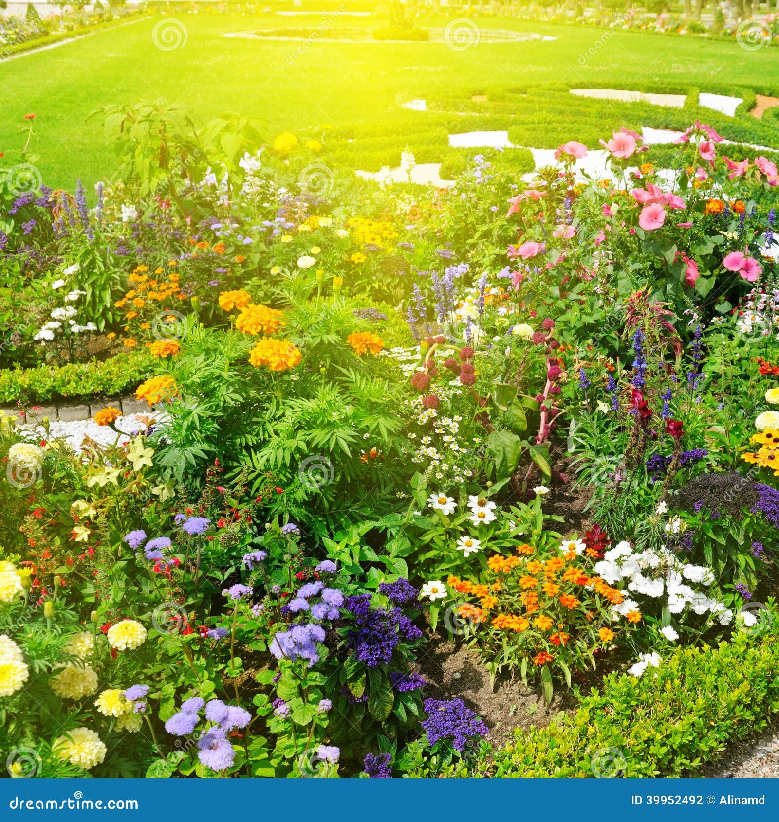 Flower garden and sunrise stock photo. Image of blooming - 39952492