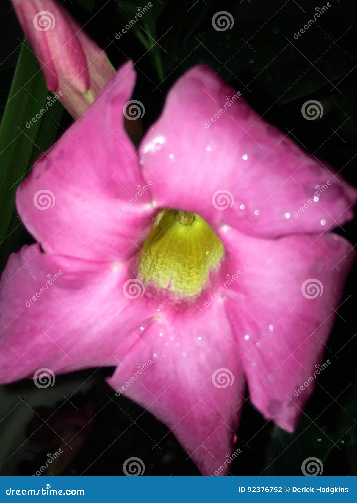 Flower stock photo. Image of thunderstorm, plant, flora - 92376752
