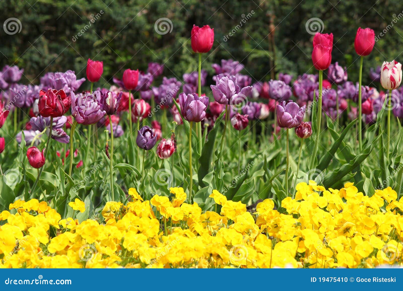 Flower garden with tulip stock photo. Image of green - 19475410