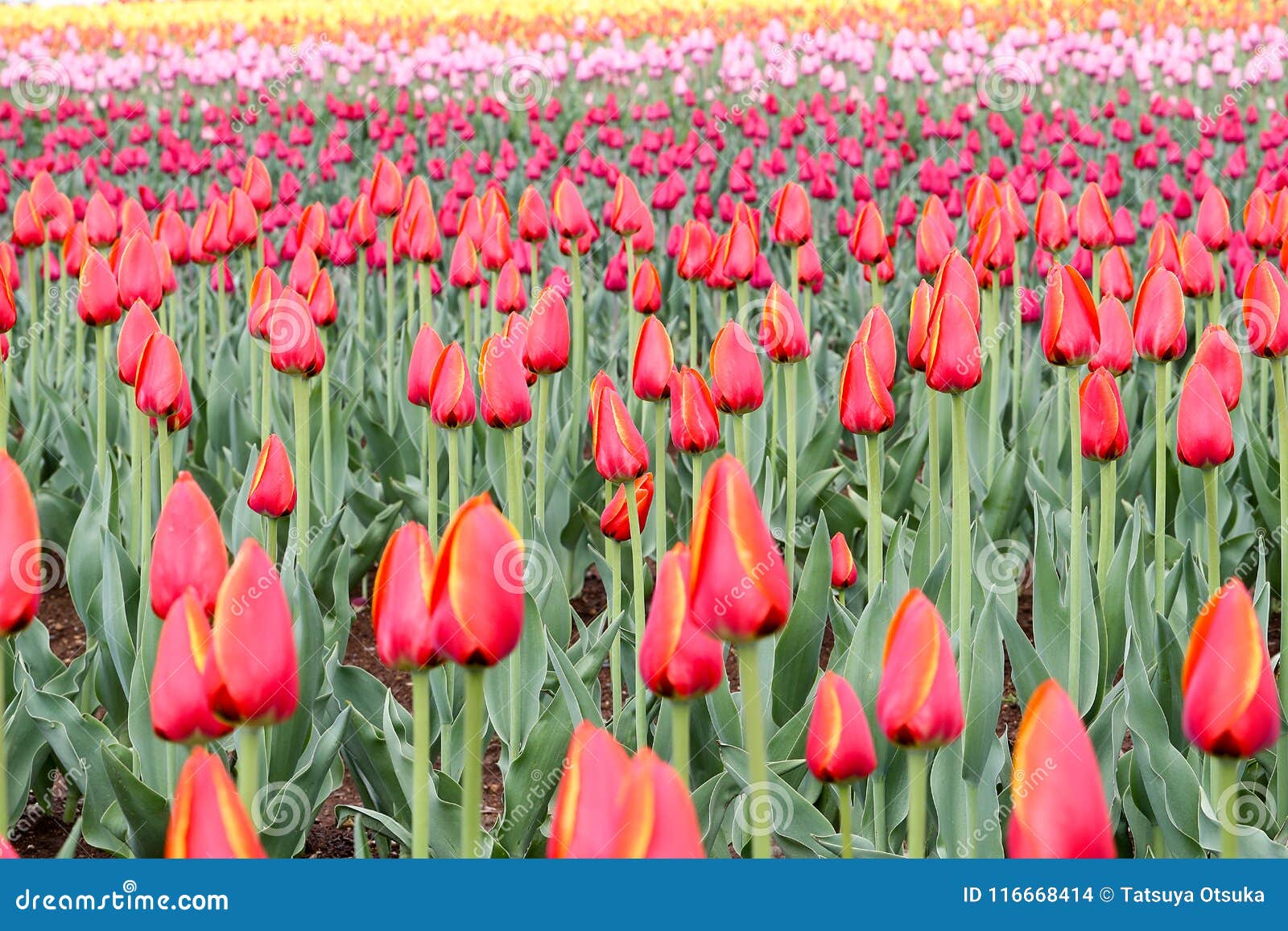 Flower Garden of Tulips in Japan Stock Photo - Image of vivid, flower ...