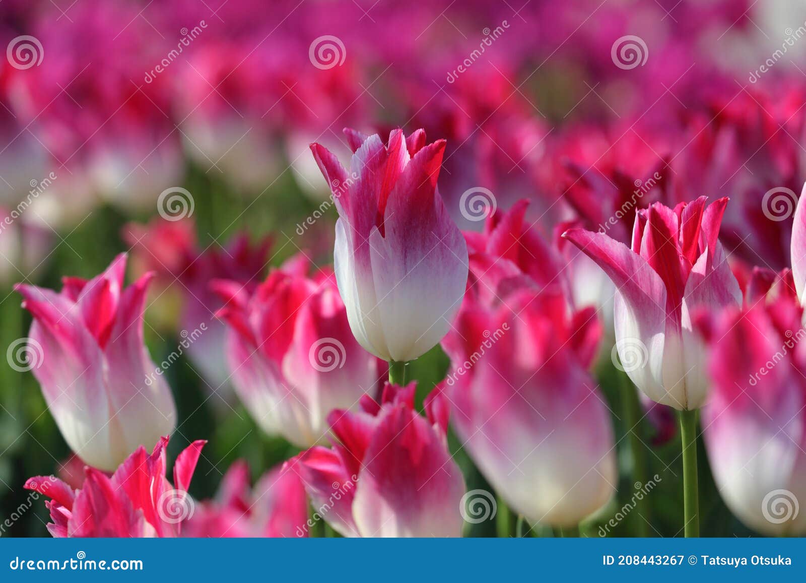 Flower Garden of Tulips in Japan Stock Image - Image of flower, scenery ...