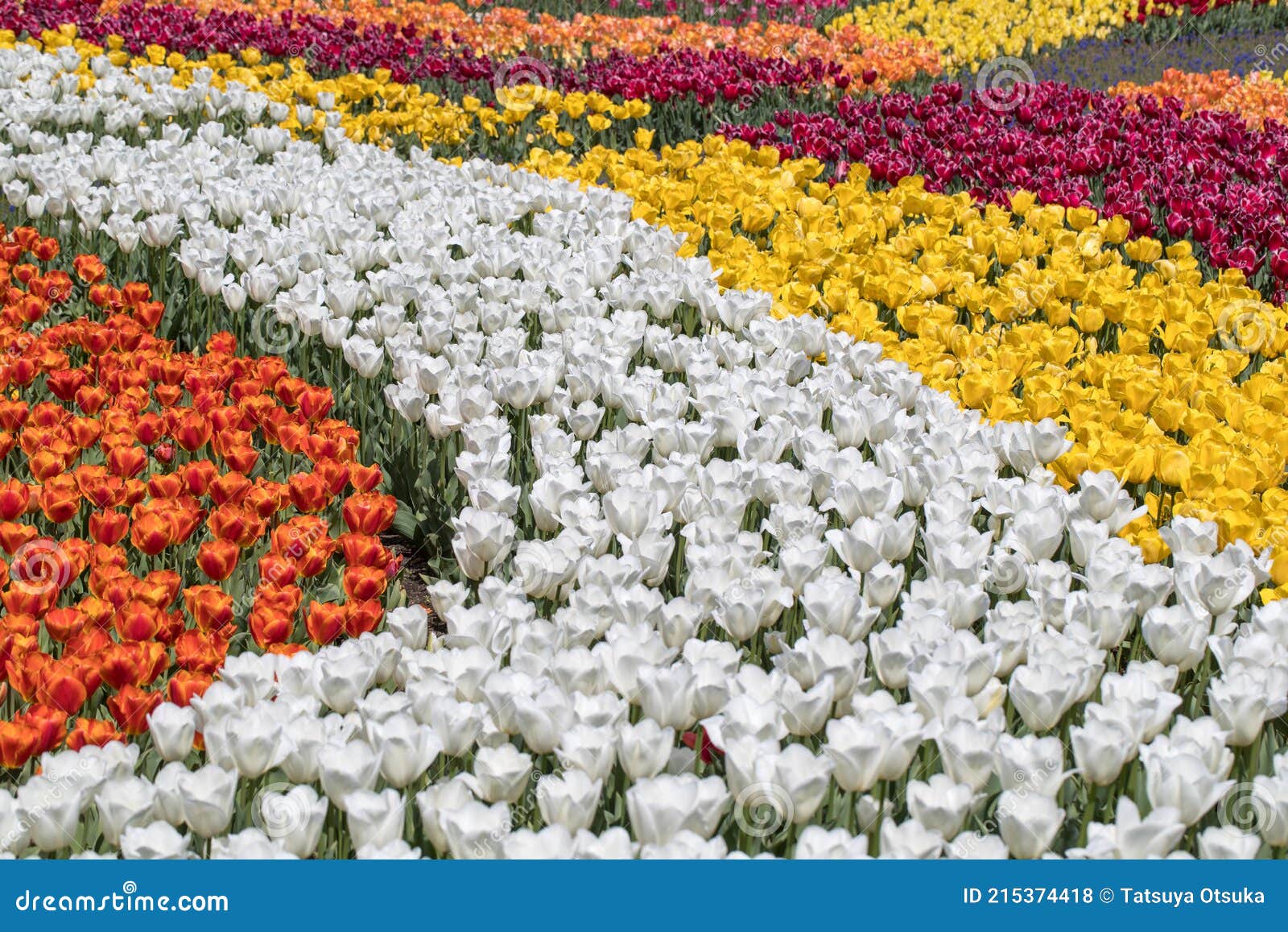 Flower Garden of Tulips in Japan Stock Photo - Image of tulip, scenery ...