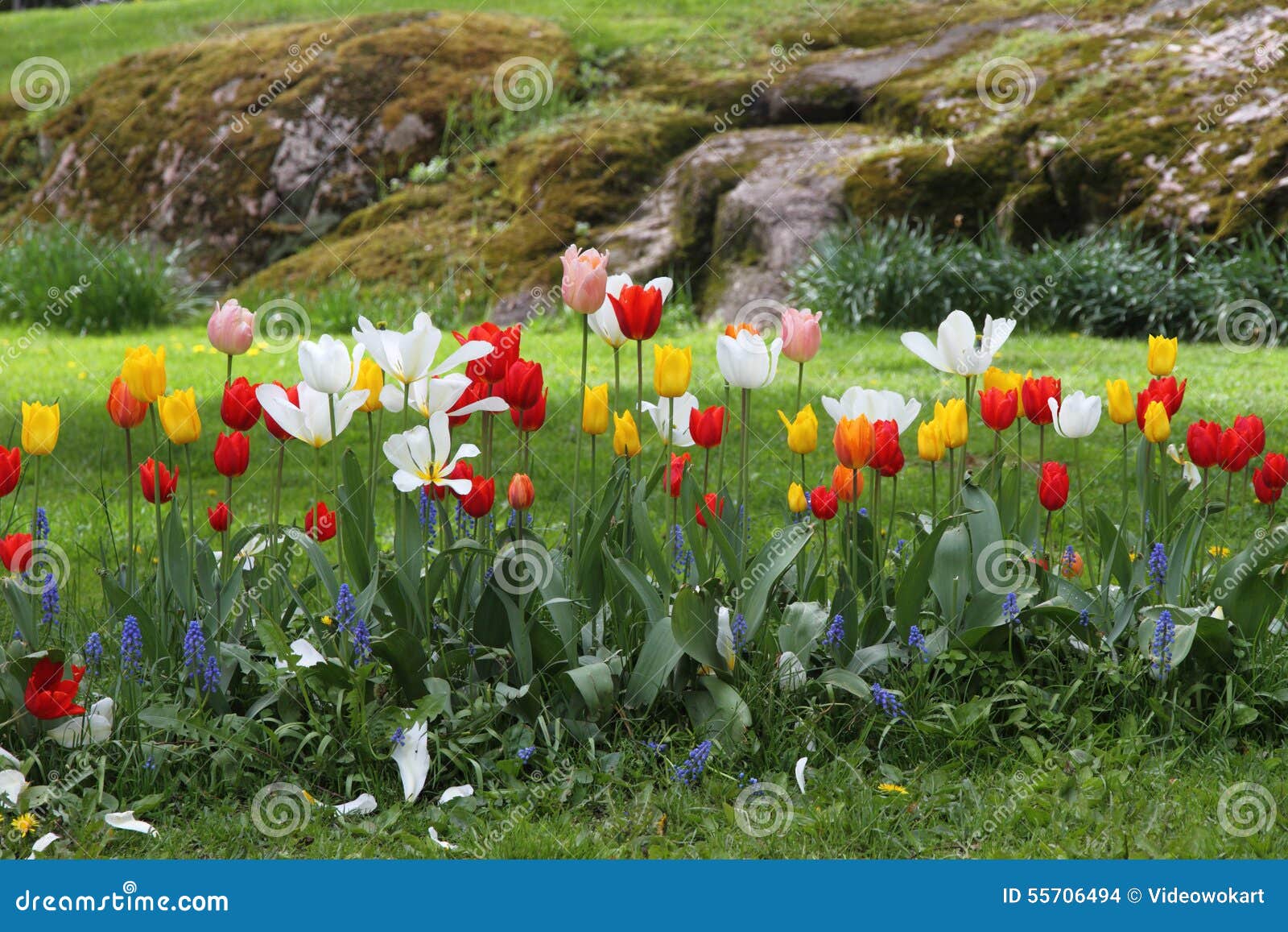 Flower Garden - Tulips in Spring Stock Photo - Image of botanical ...