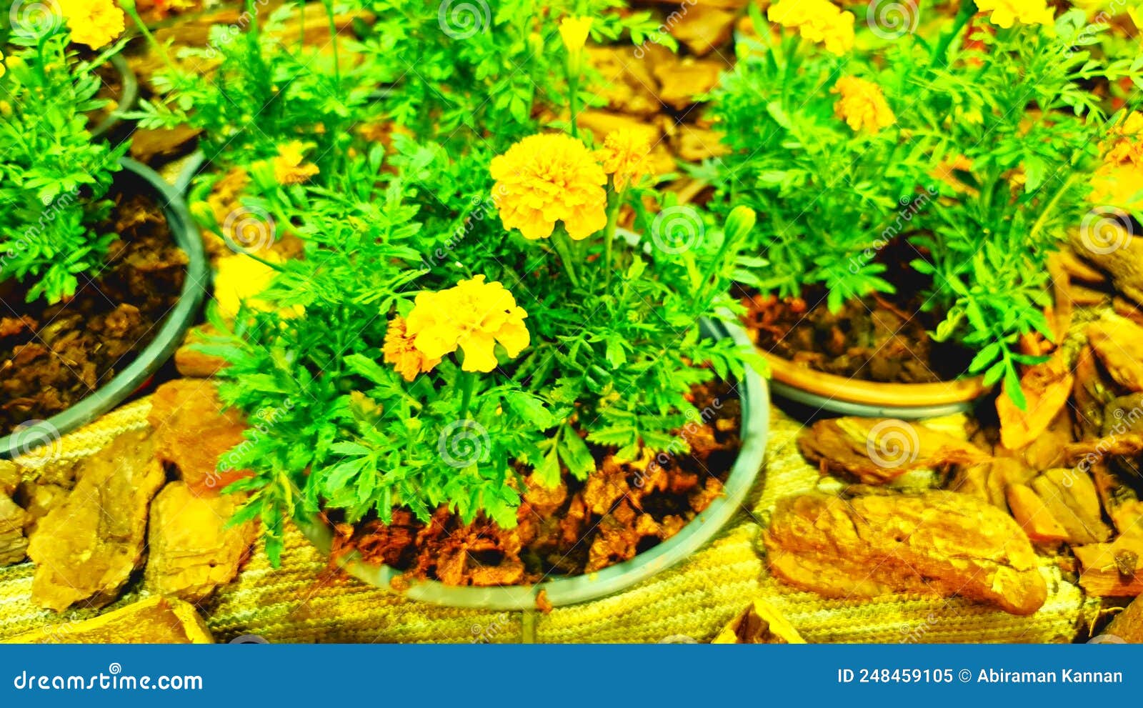 Flower in the Garden View at Its Best View Stock Image - Image of ...