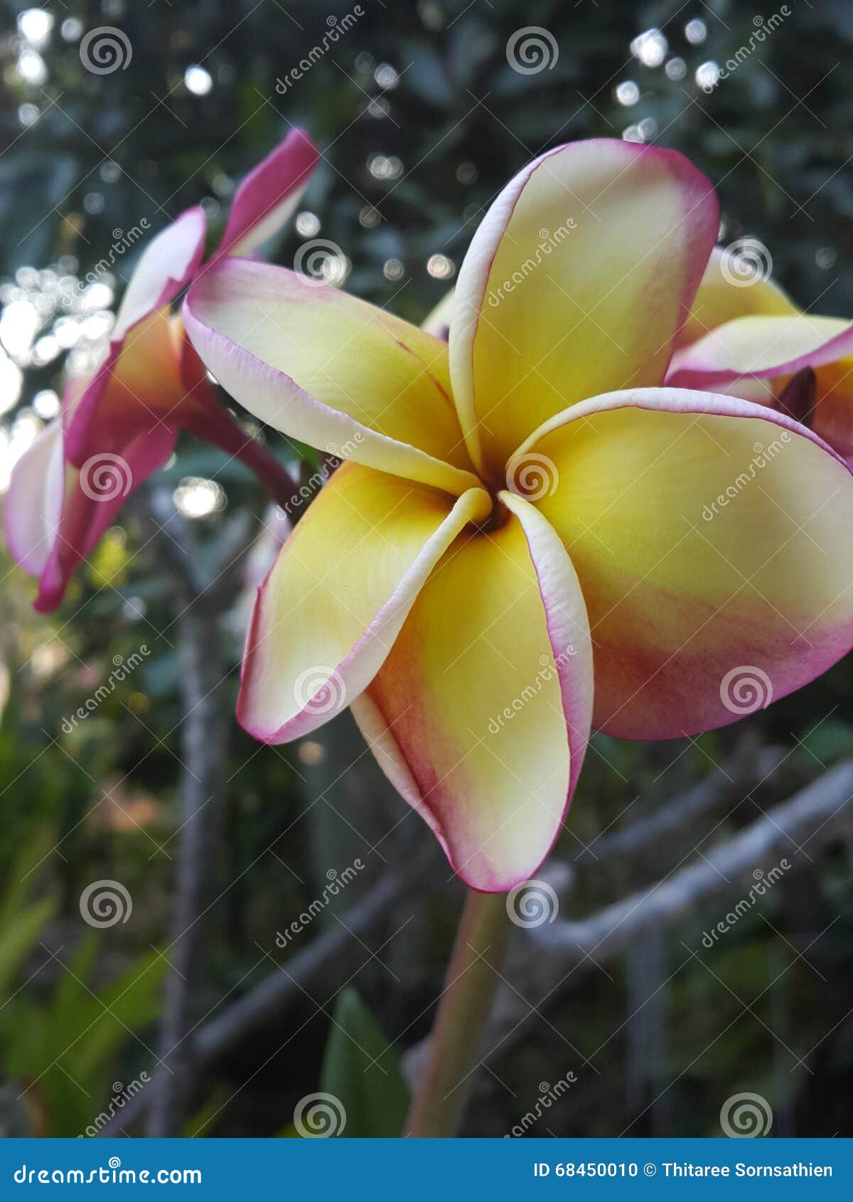 Flower stock photo. Image of gardent, pinkflower, nature - 68450010