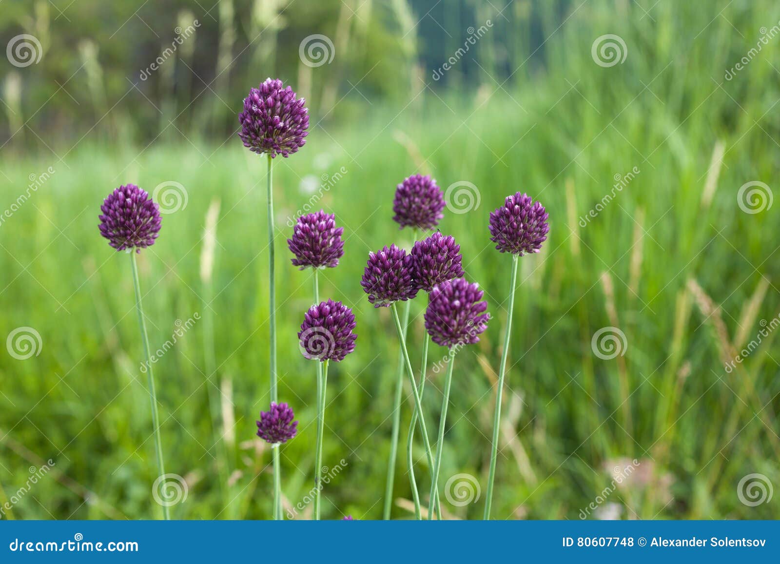 Flower of Garlic Photographed by a Close Up Stock Photo - Image of ...
