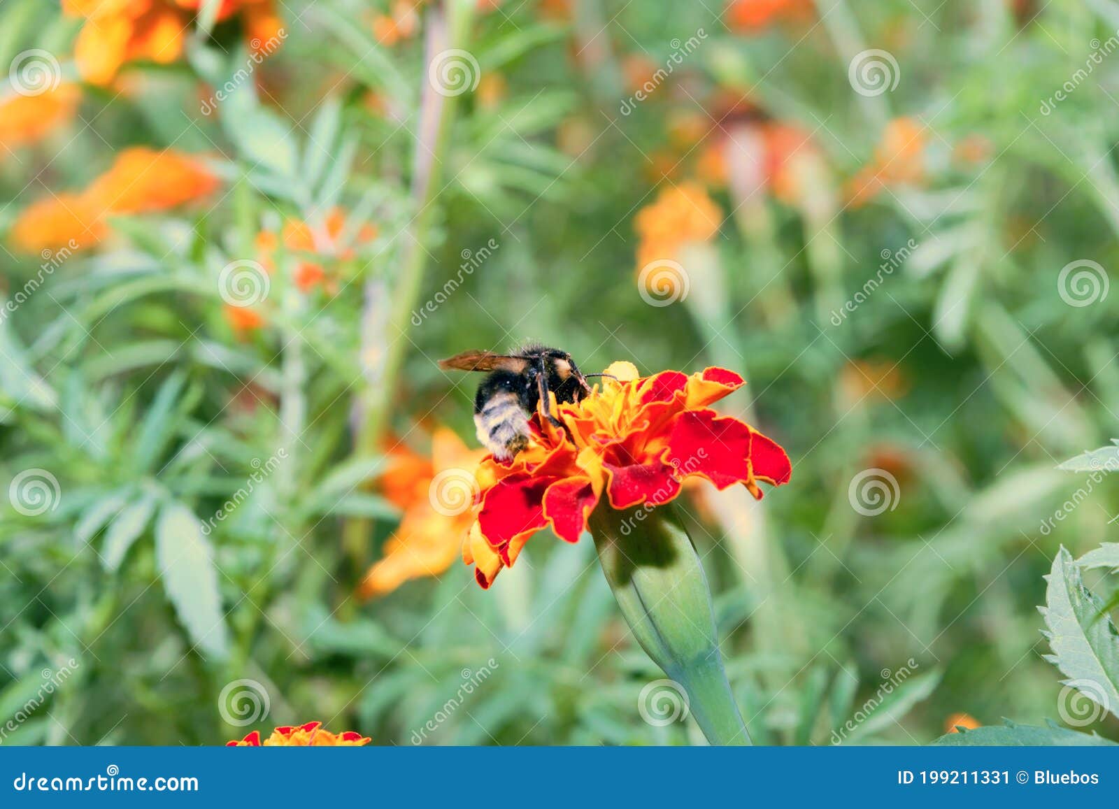 A Flower of the Genus Tagetes Patula on Which a Bee Sits Stock Image ...