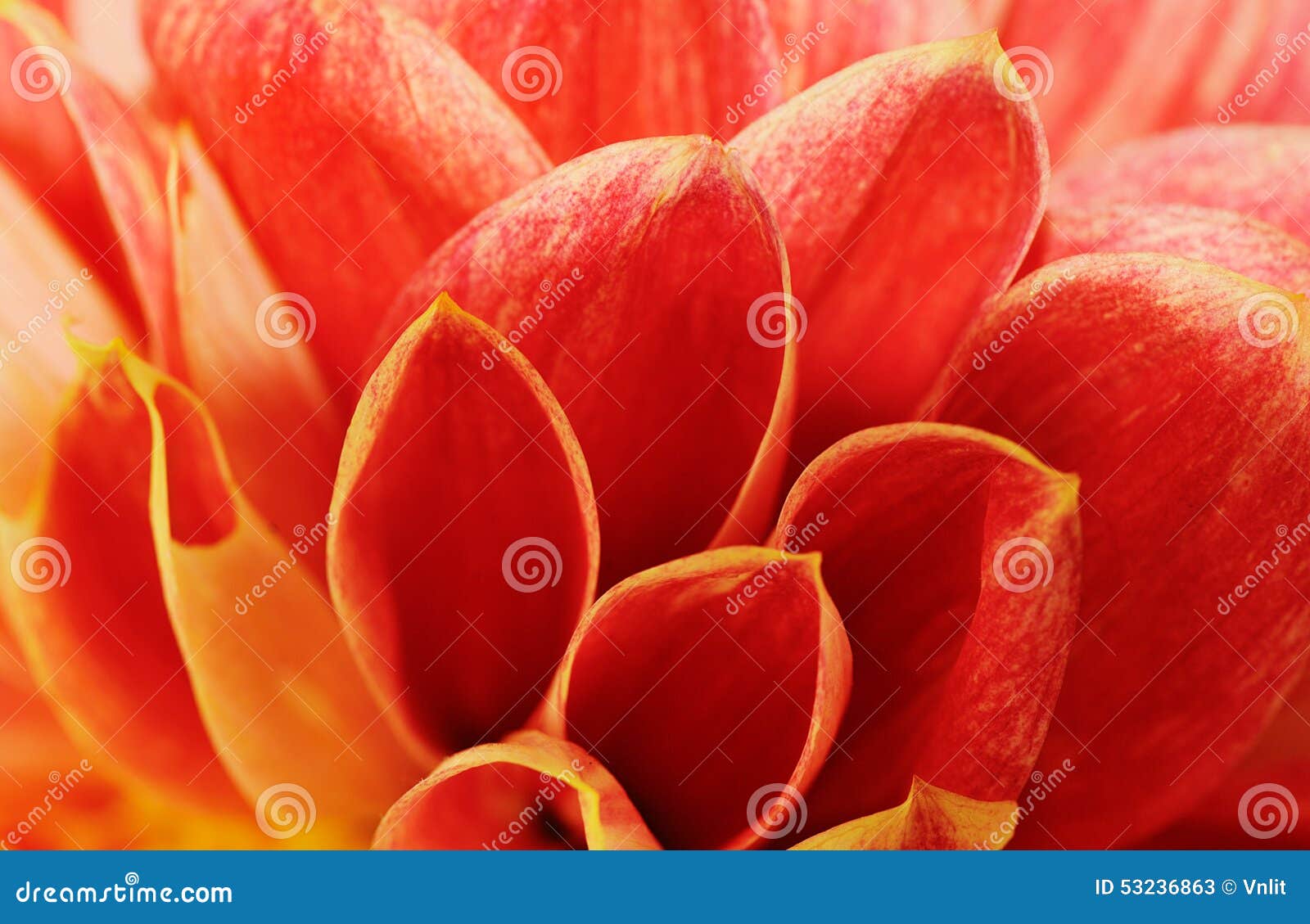 Flower of georgina stock image. Image of decorative, vase - 53236863