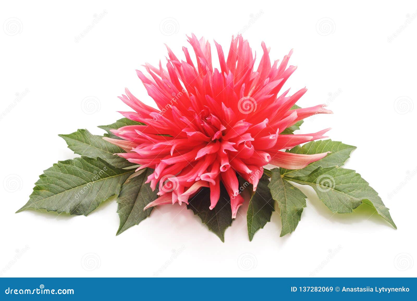 Flower of Georgina with Leaves Stock Image - Image of beauty, flora ...