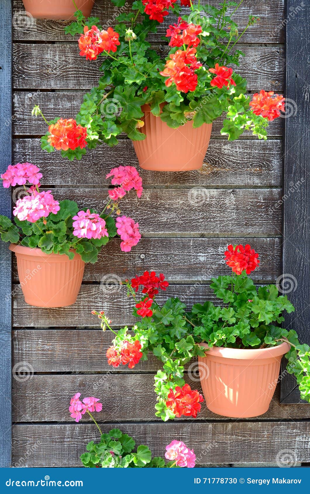 Flower geranium stock photo. Image of culture, geranium - 71778730