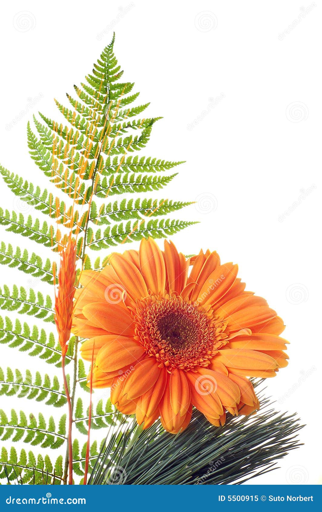Flower Gerber stock image. Image of nature, perfection - 5500915