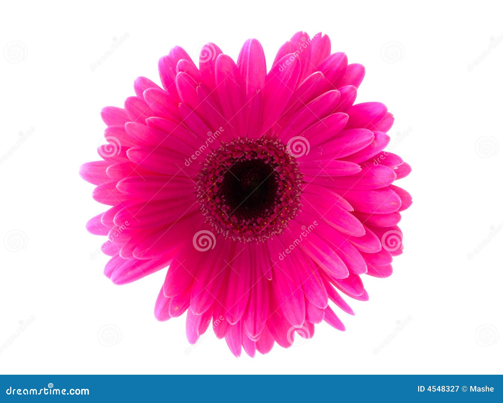 Flower Gerbera. stock image. Image of events, freshness - 4548327