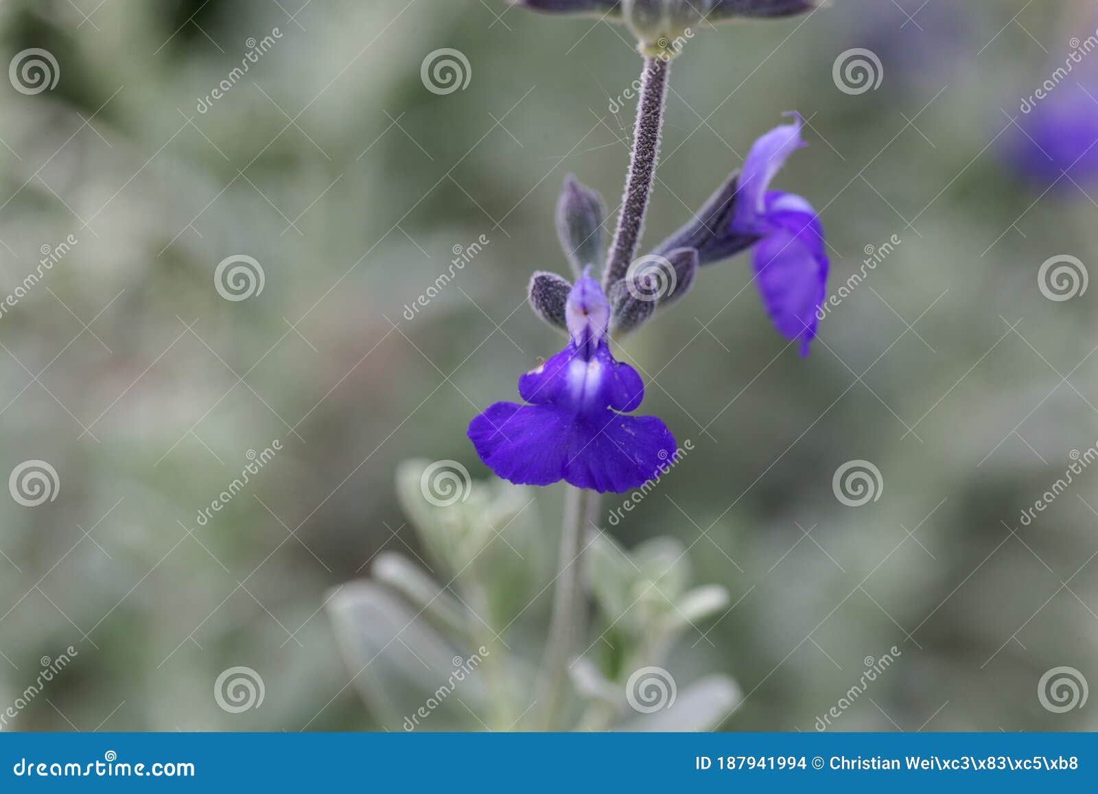 Flower of a Germander Sage, Salvia Chamaedryoides Stock Photo - Image ...