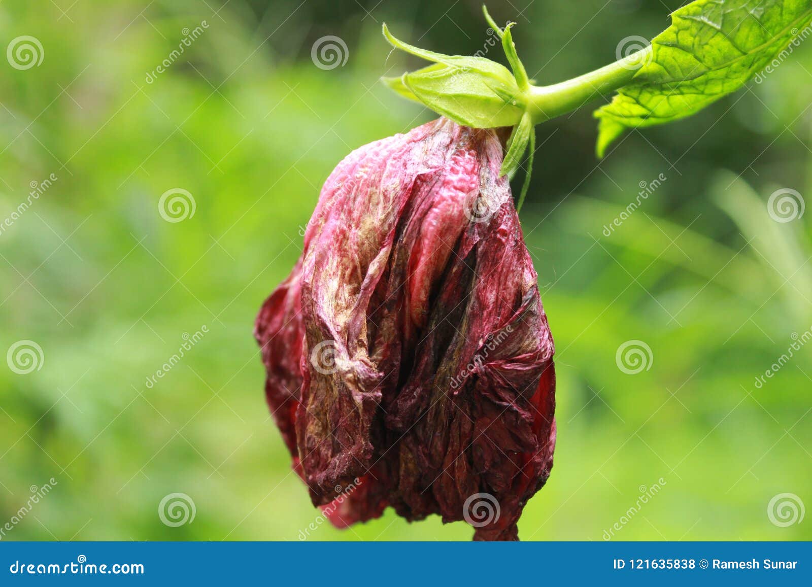 Fading Flower Wither Flower Stock Photo - Image of fading, green: 121635838