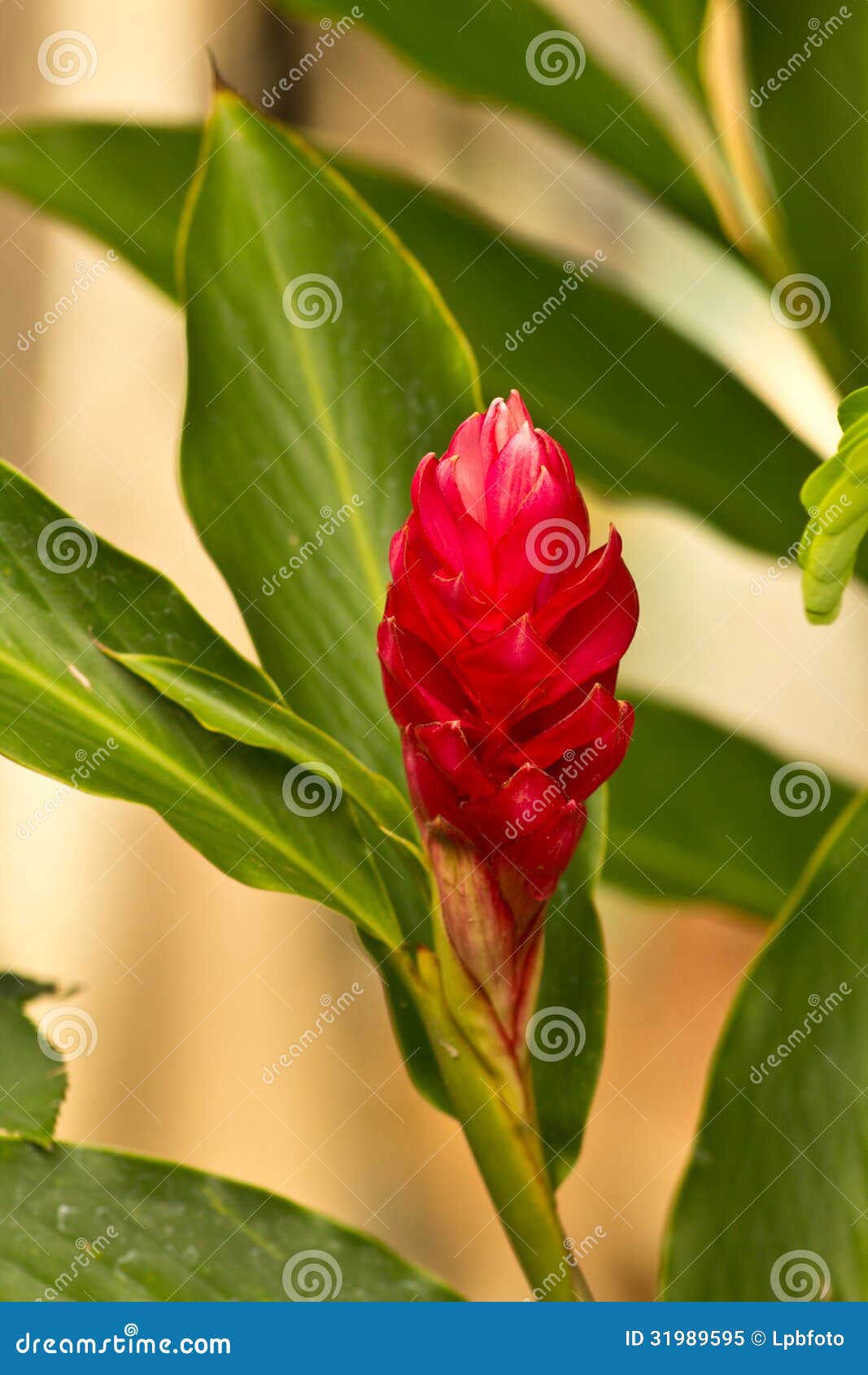 Flower of ginger stock image. Image of bloom, beautiful - 31989595