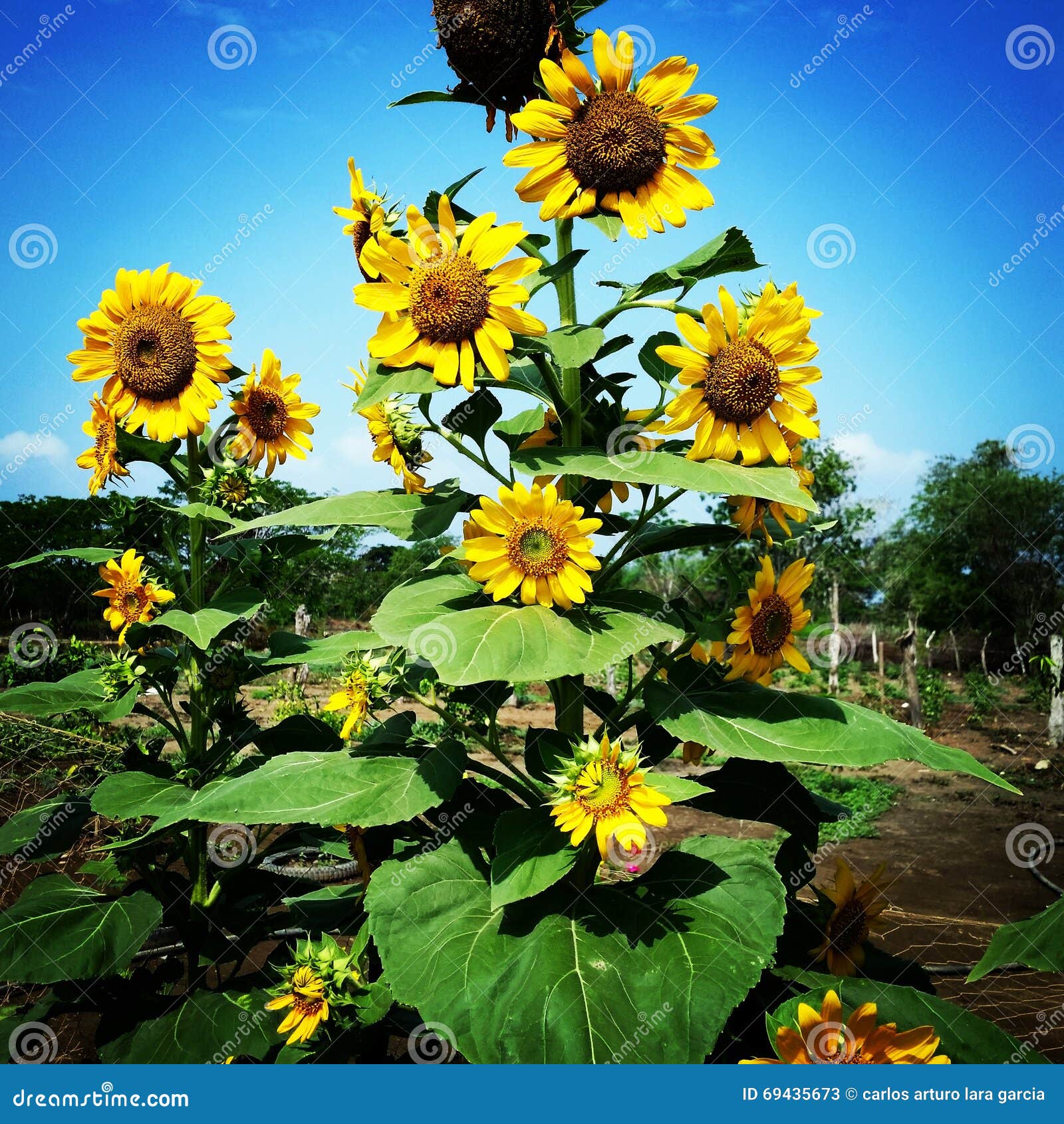 Flower stock image. Image of natural, flower, girasol - 69435673