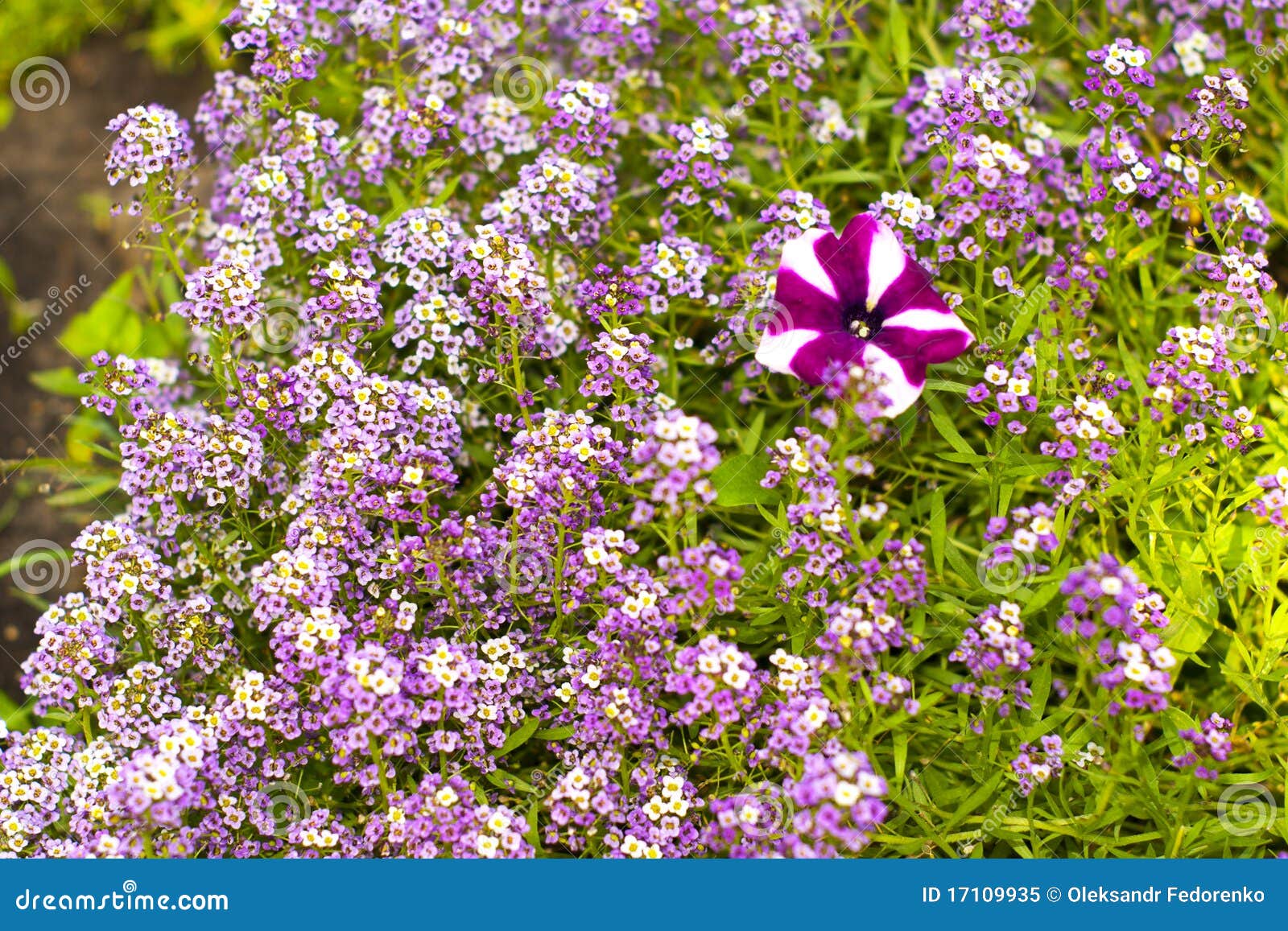 Flower glade stock image. Image of greens, gentle, white - 17109935