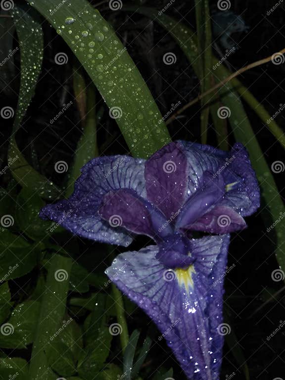 Flower, gleam and glow stock image. Image of nature - 191192015