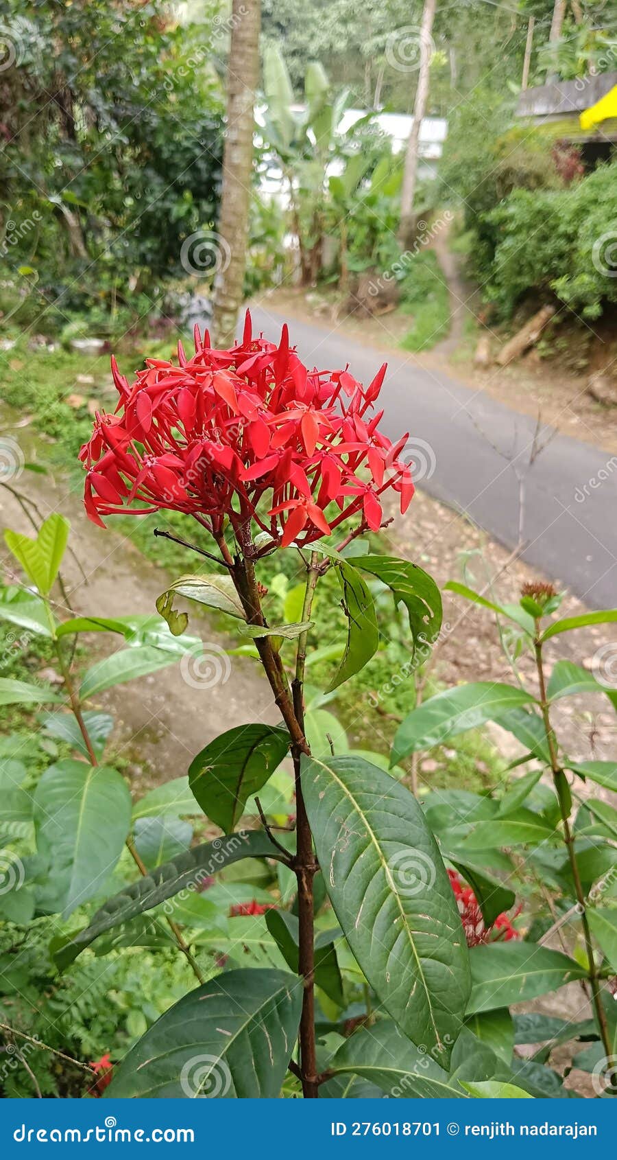 Flower God Creature Colour Onam Special Flower in Village Stock Image ...