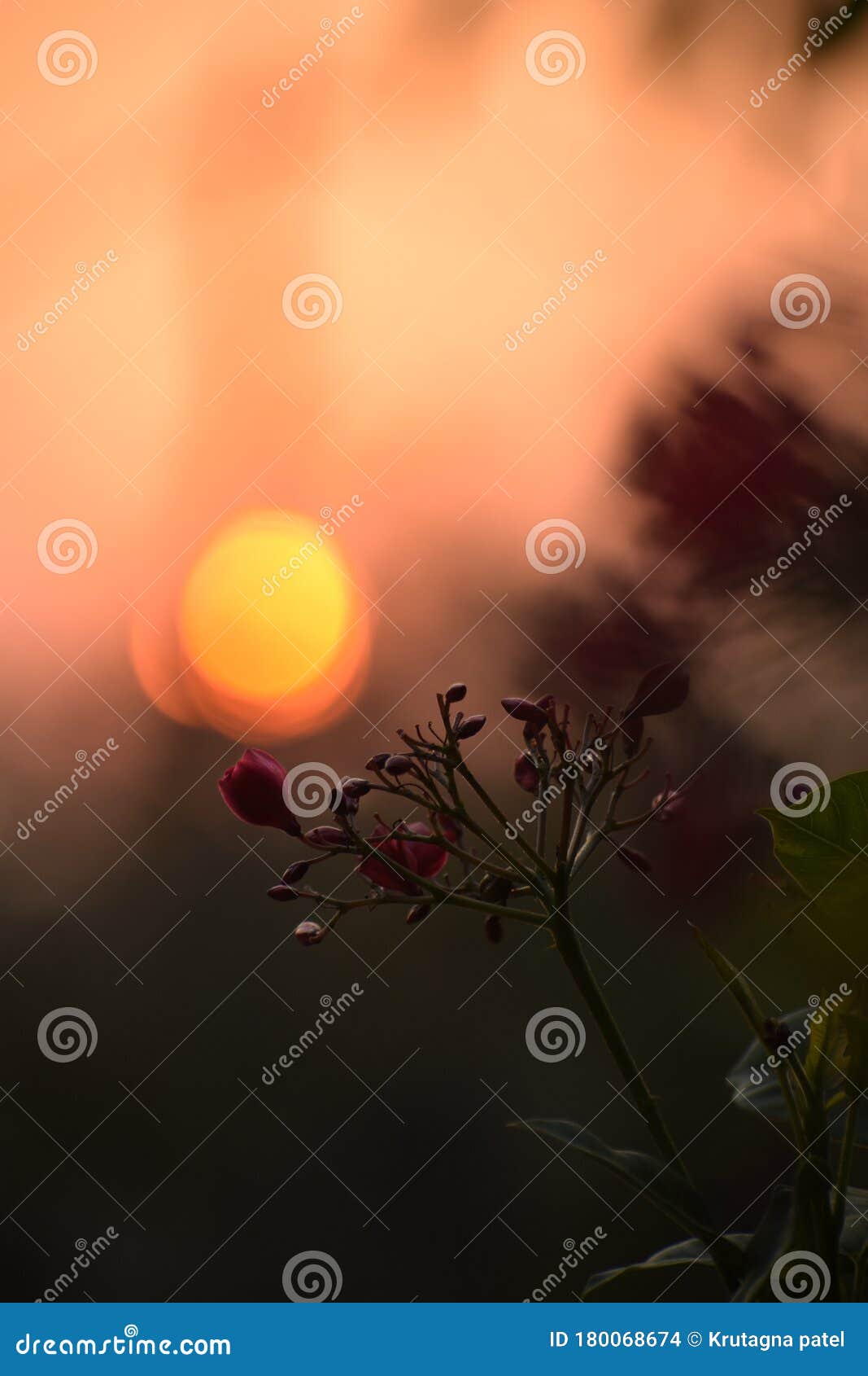 A Flower during the Golden Hour Stock Photo - Image of nature ...