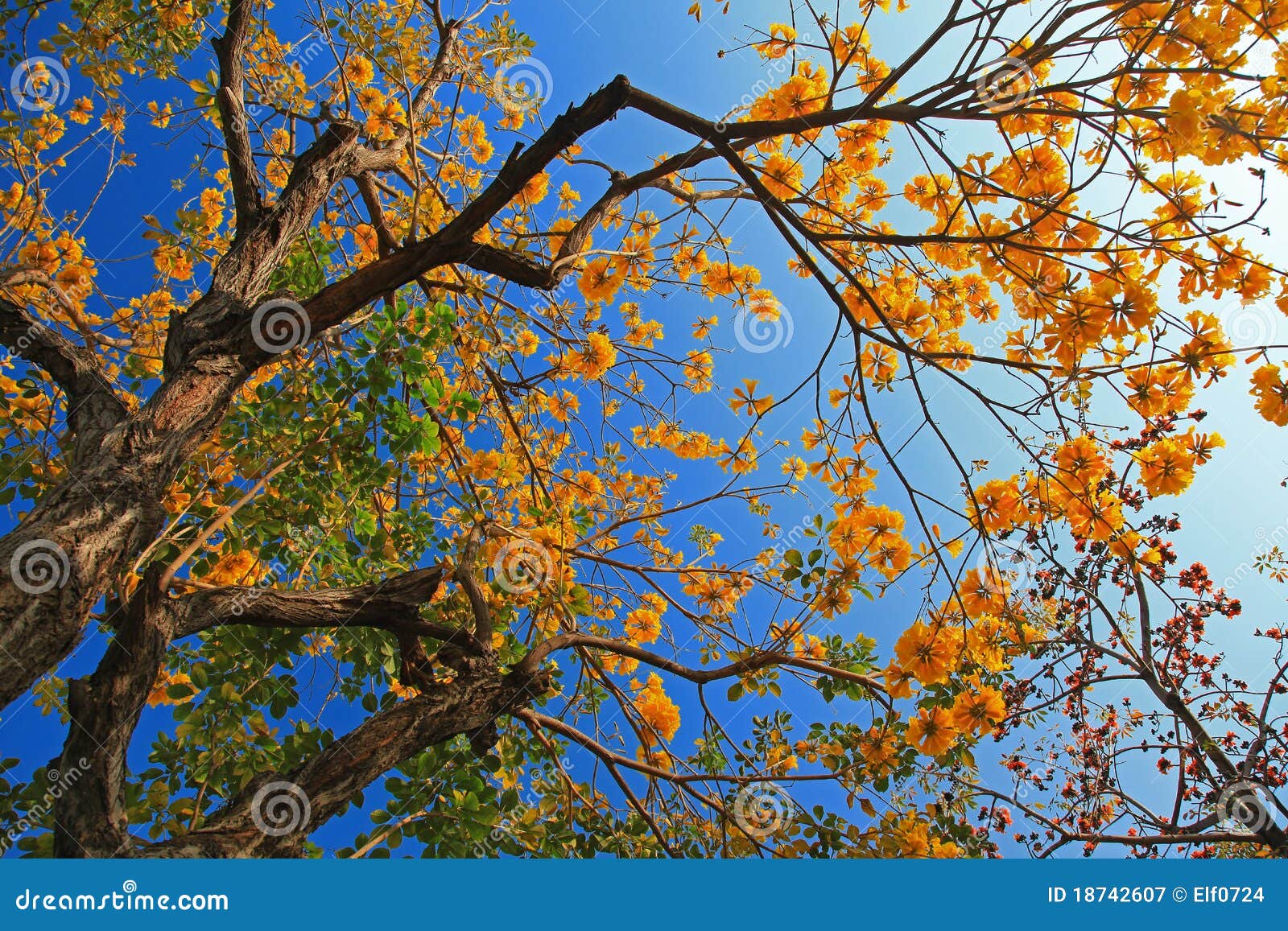 Flower of Golden Trumpet Tree& Cotton Tree Stock Image - Image of bloom ...