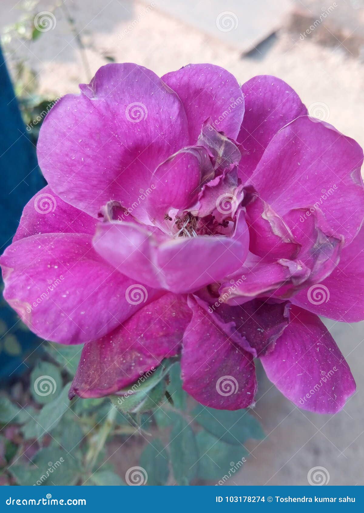 Flower stock photo. Image of nice, good, beautiful, colour - 103178274