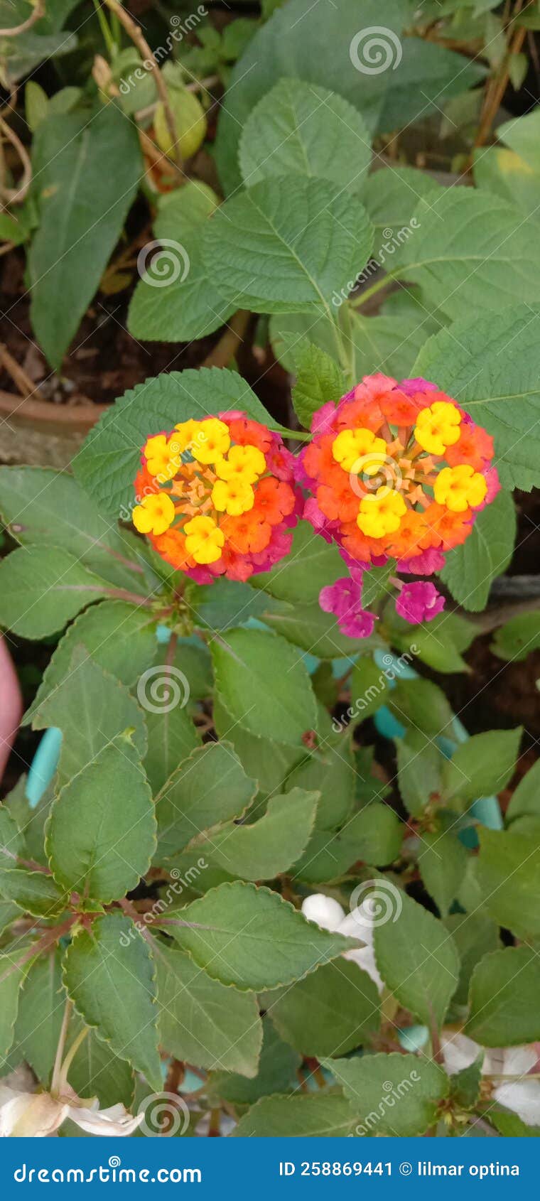 Flower graden plant tree stock image. Image of flores - 258869441