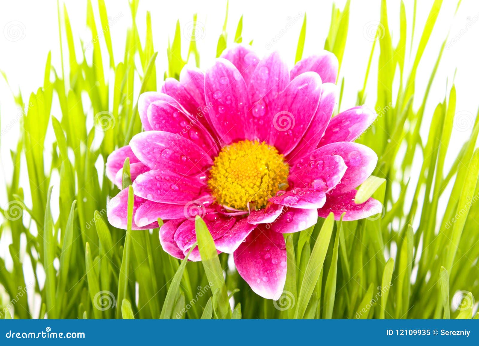 Flower with grass stock image. Image of herb, field, decoration - 12109935