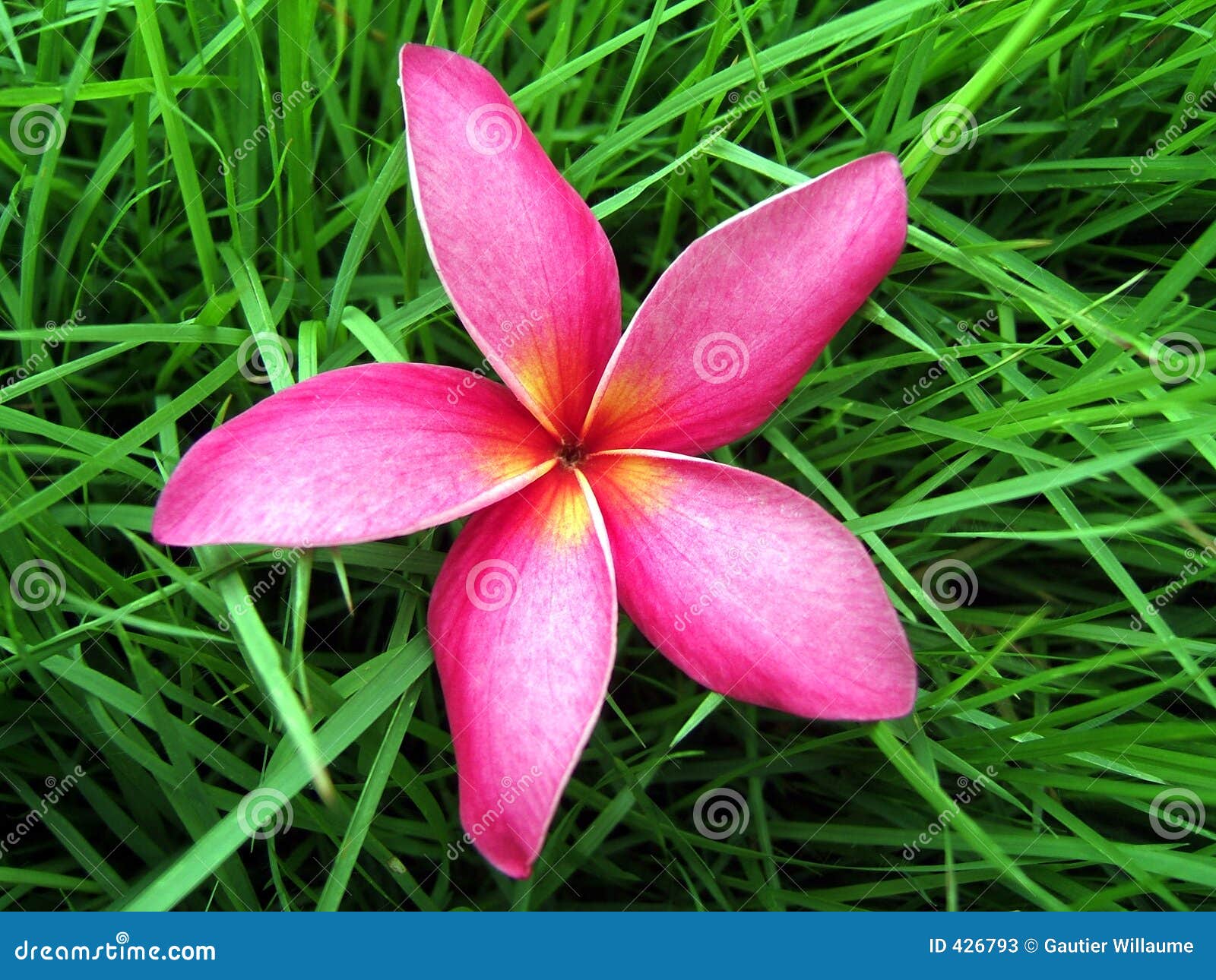 Flower on grass stock image. Image of flagrant, blossom - 426793