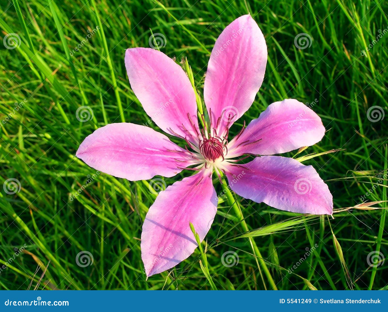 FLOWER on GRASS stock image. Image of flower, close, colour - 5541249