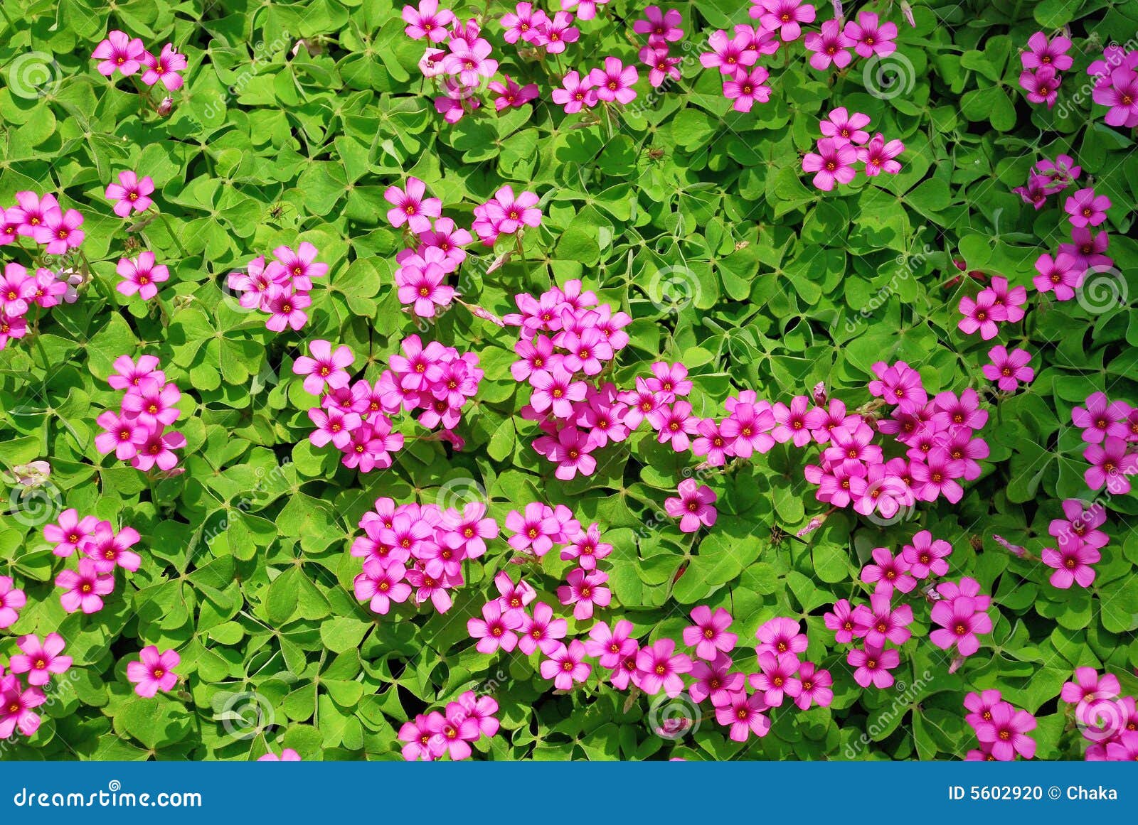 Flower and grass stock photo. Image of flower, water, plant - 5602920