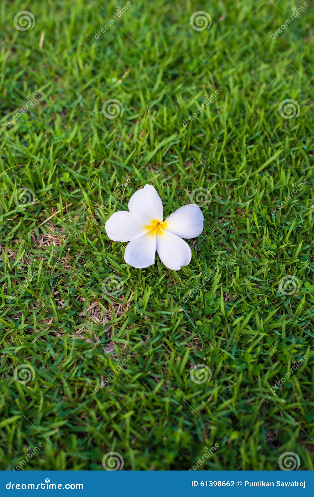 Flower on grass stock photo. Image of drawing, design - 61398662