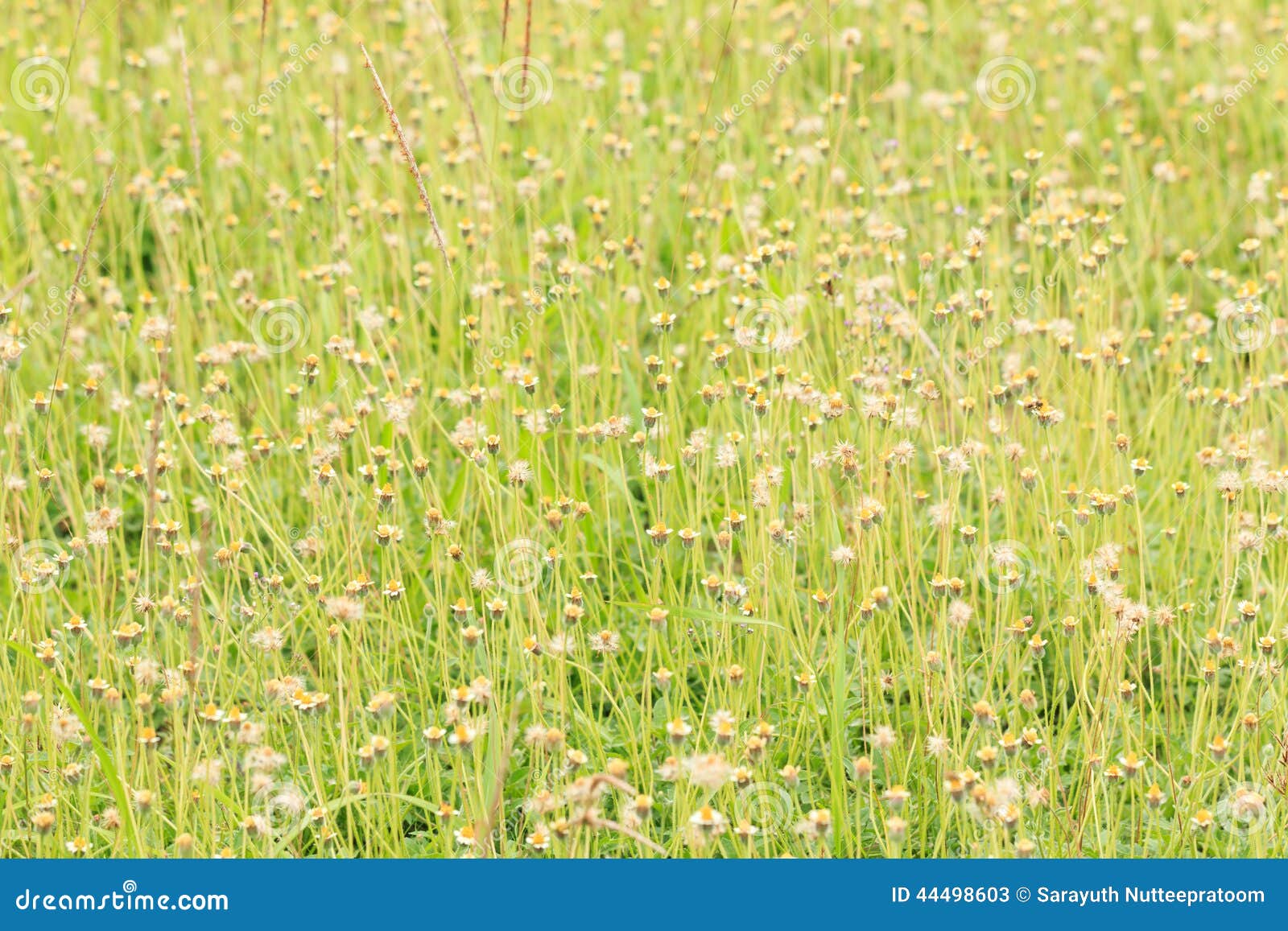 Flower Grass field stock image. Image of plant, yellow - 44498603