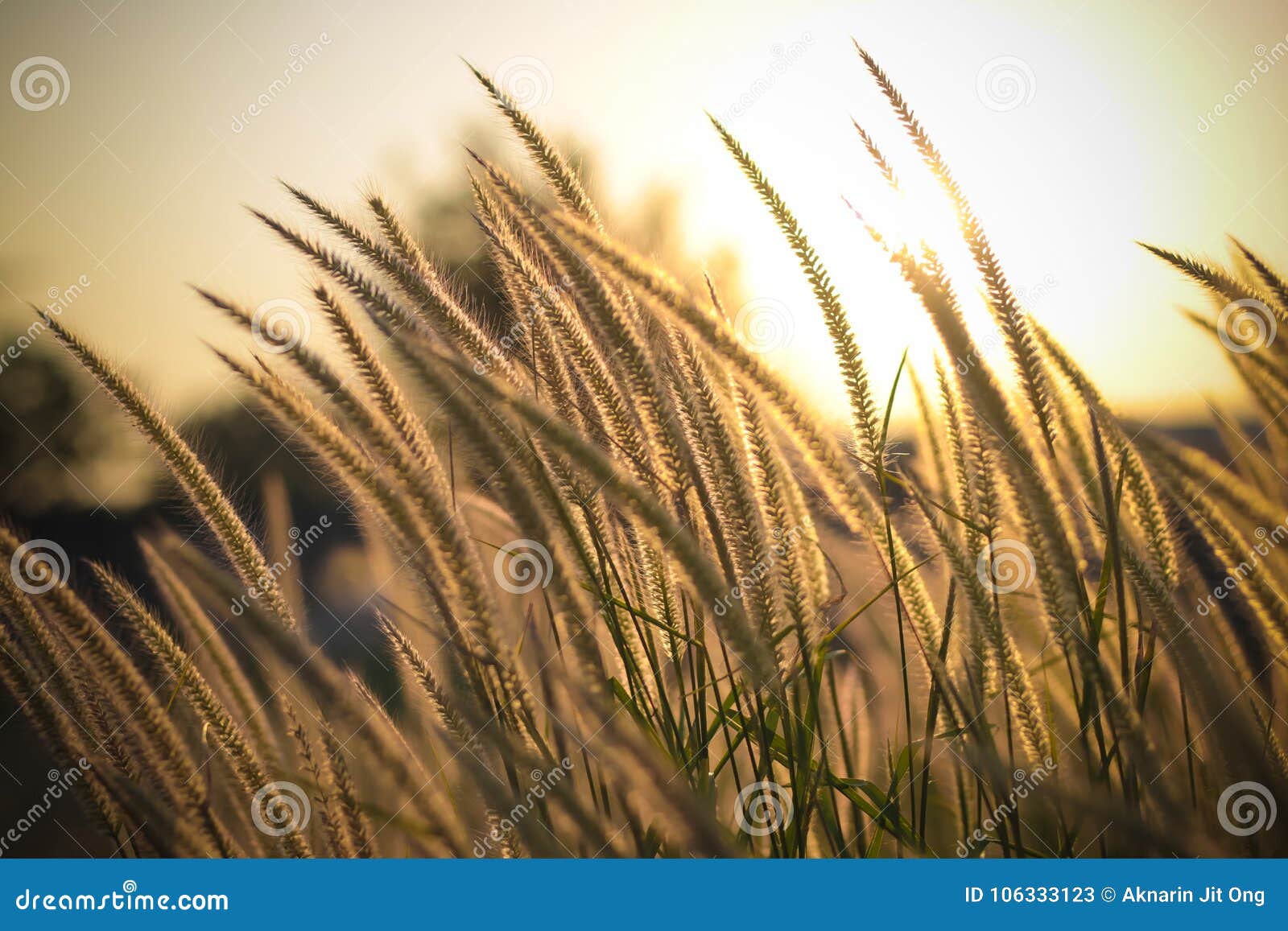 Flower of Grass Field Sunlight Rim Light Stock Image - Image of field ...