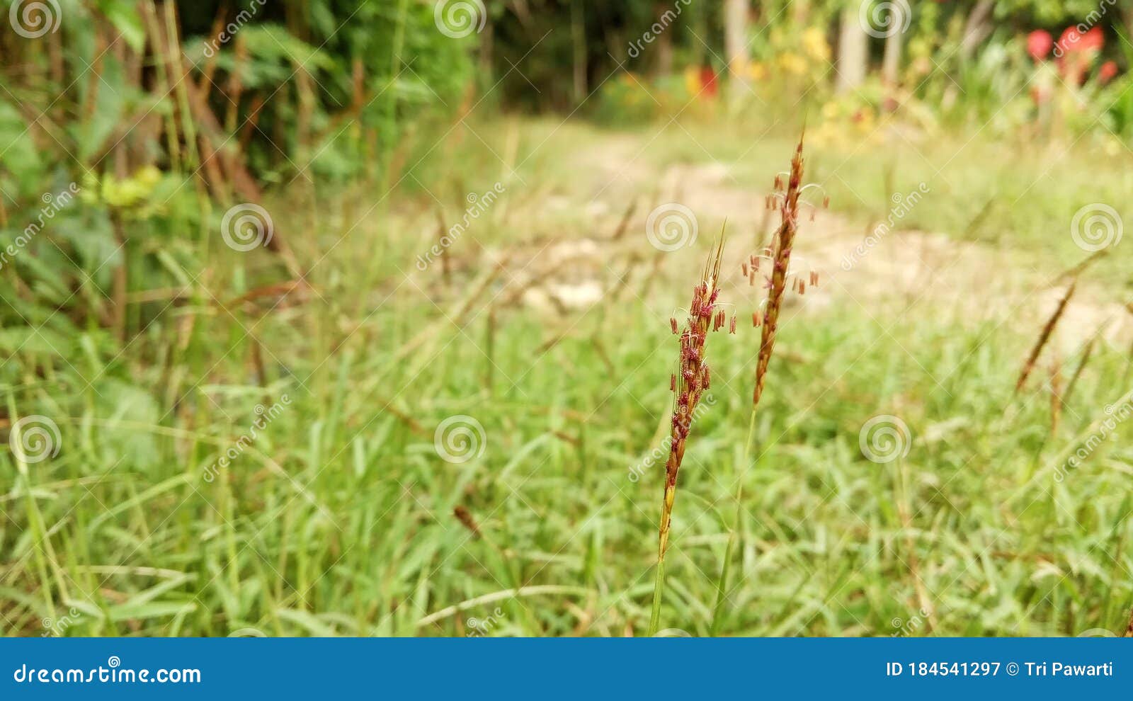 Flower grass in the fields stock image. Image of flower - 184541297