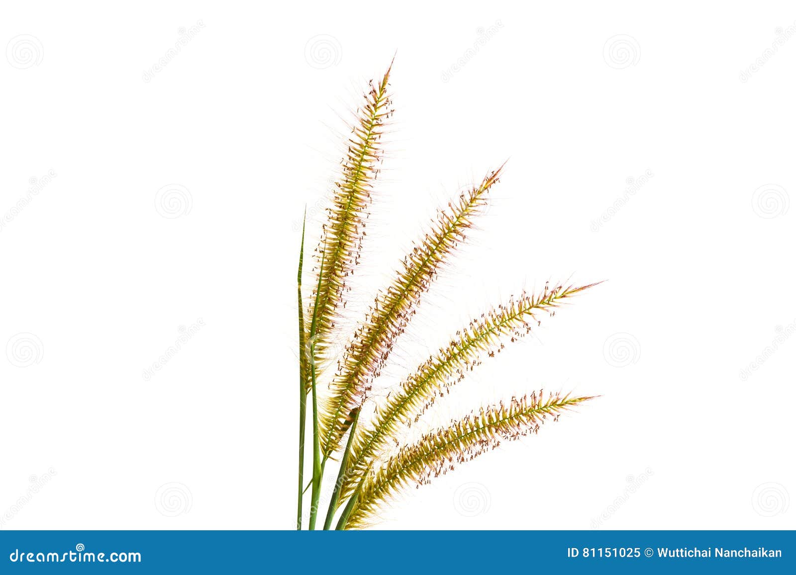 Flower grass stock image. Image of abstract, texture - 81151025